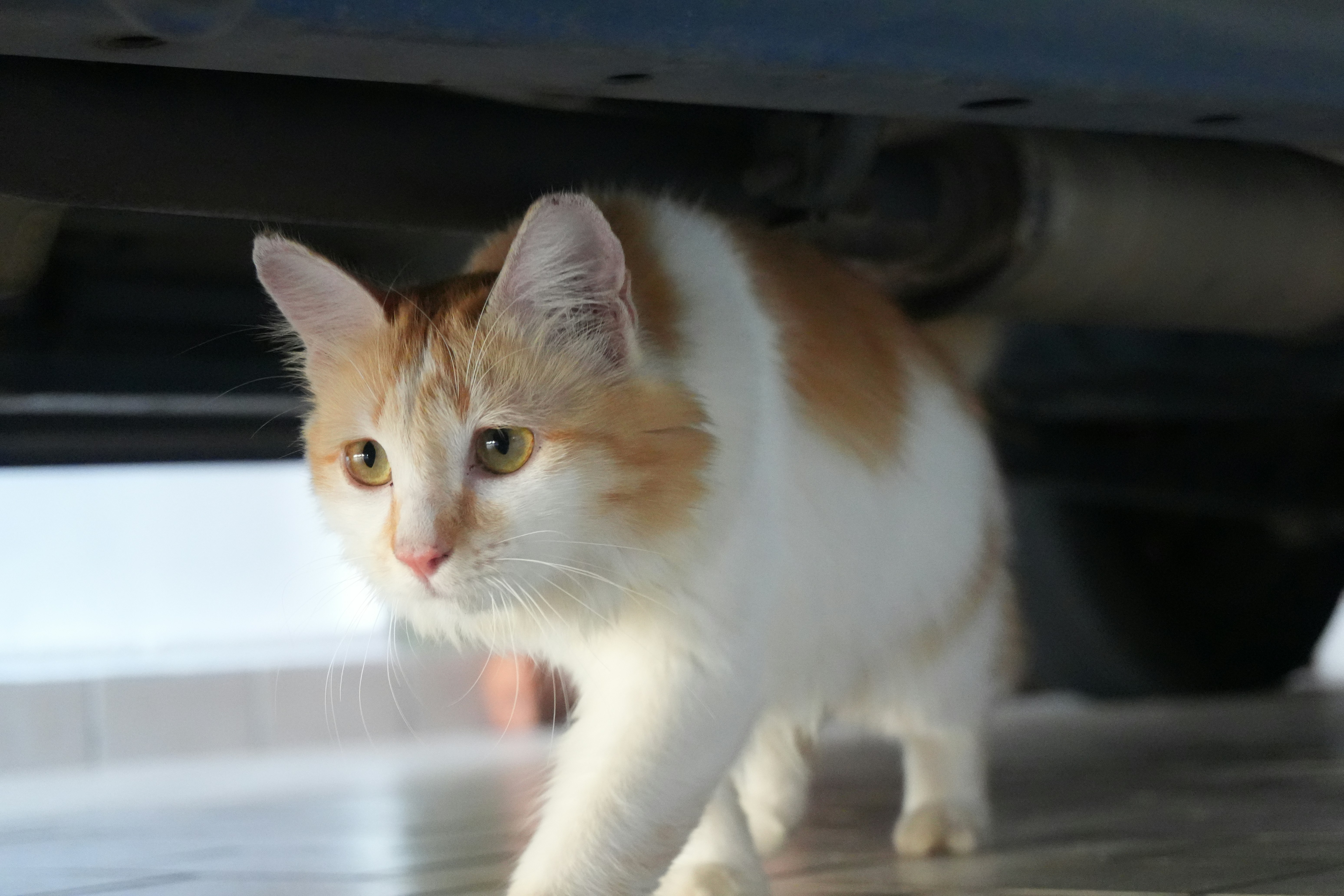 Cat in motion under a vehicle: a cautious prowler in soft daylight