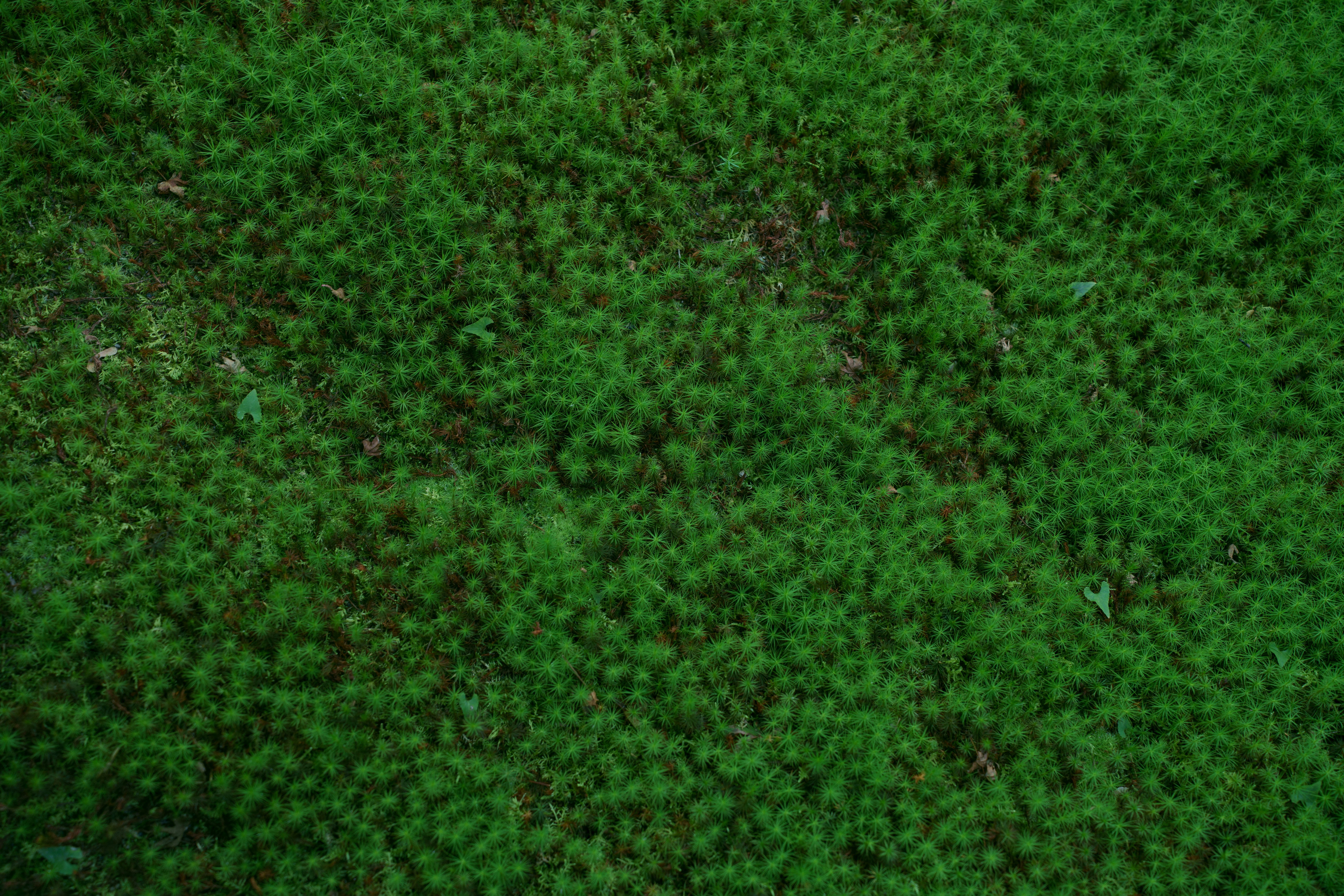 Emerald Carpet: Close-Up of Mossy Forest Floor