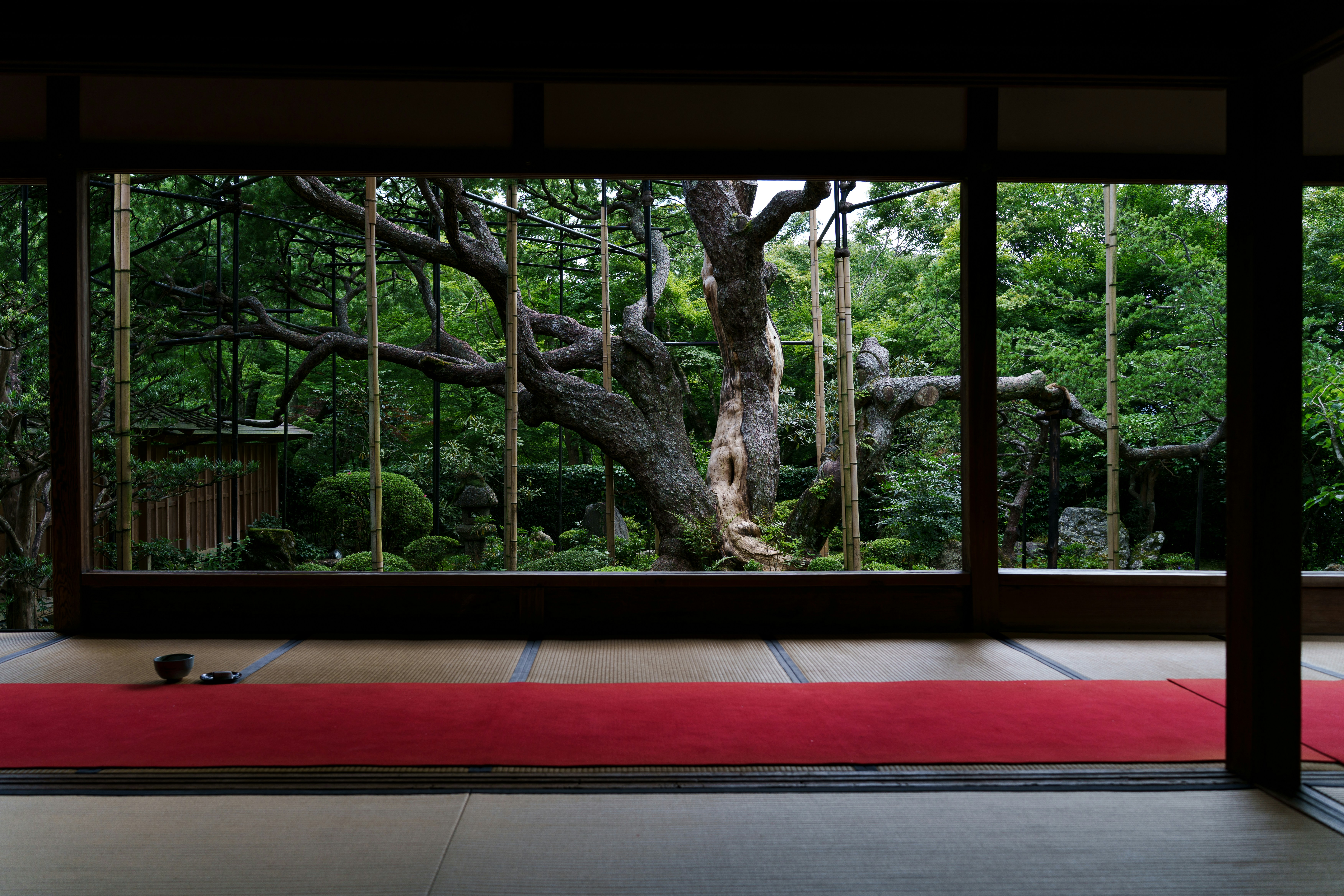 Silhouette of an Ancient Tree Framed by Minimalist Japanese Interior