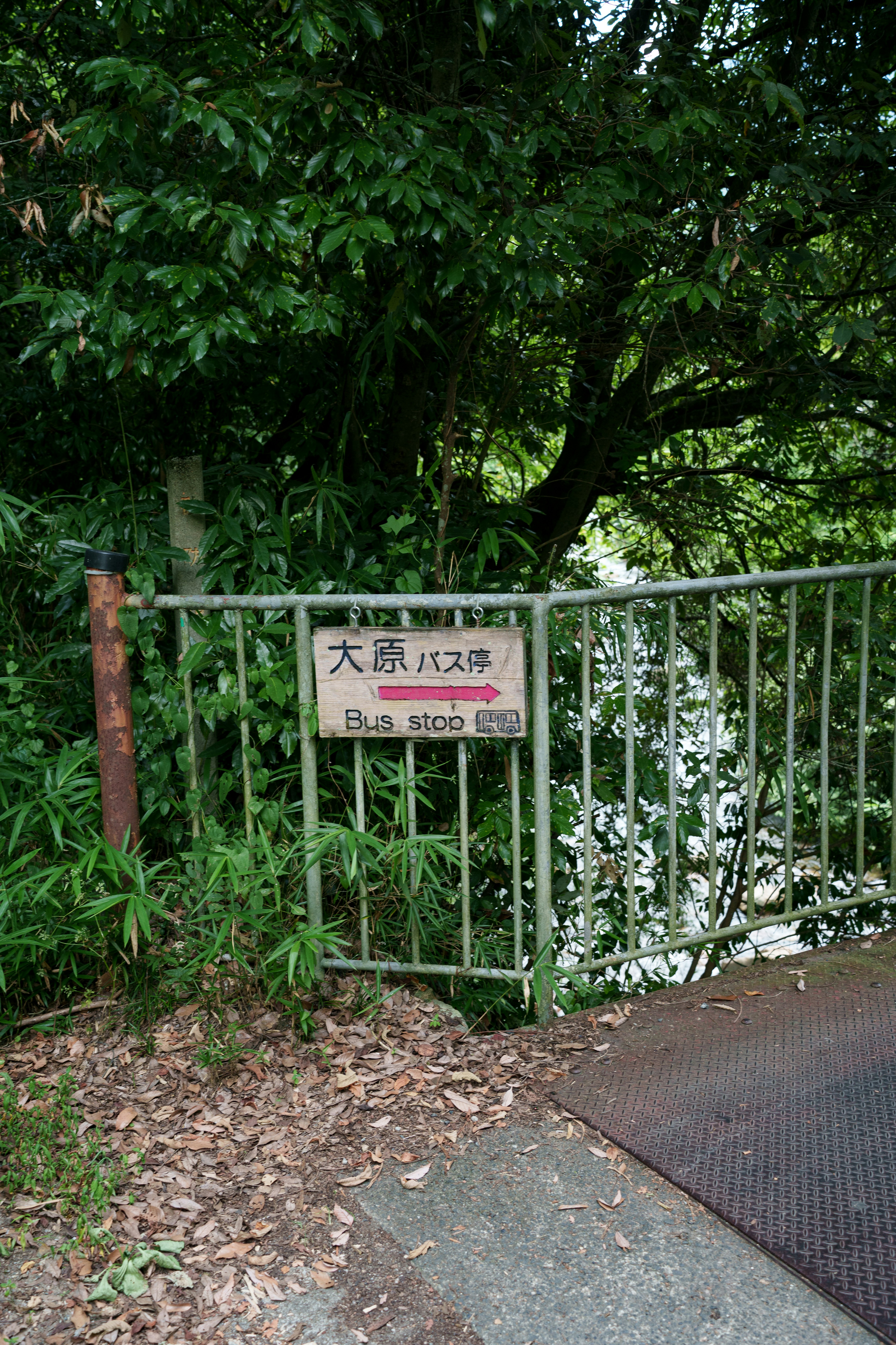 Gate to Quiet Path: A Green Fence and Sign Amid Dense Foliage