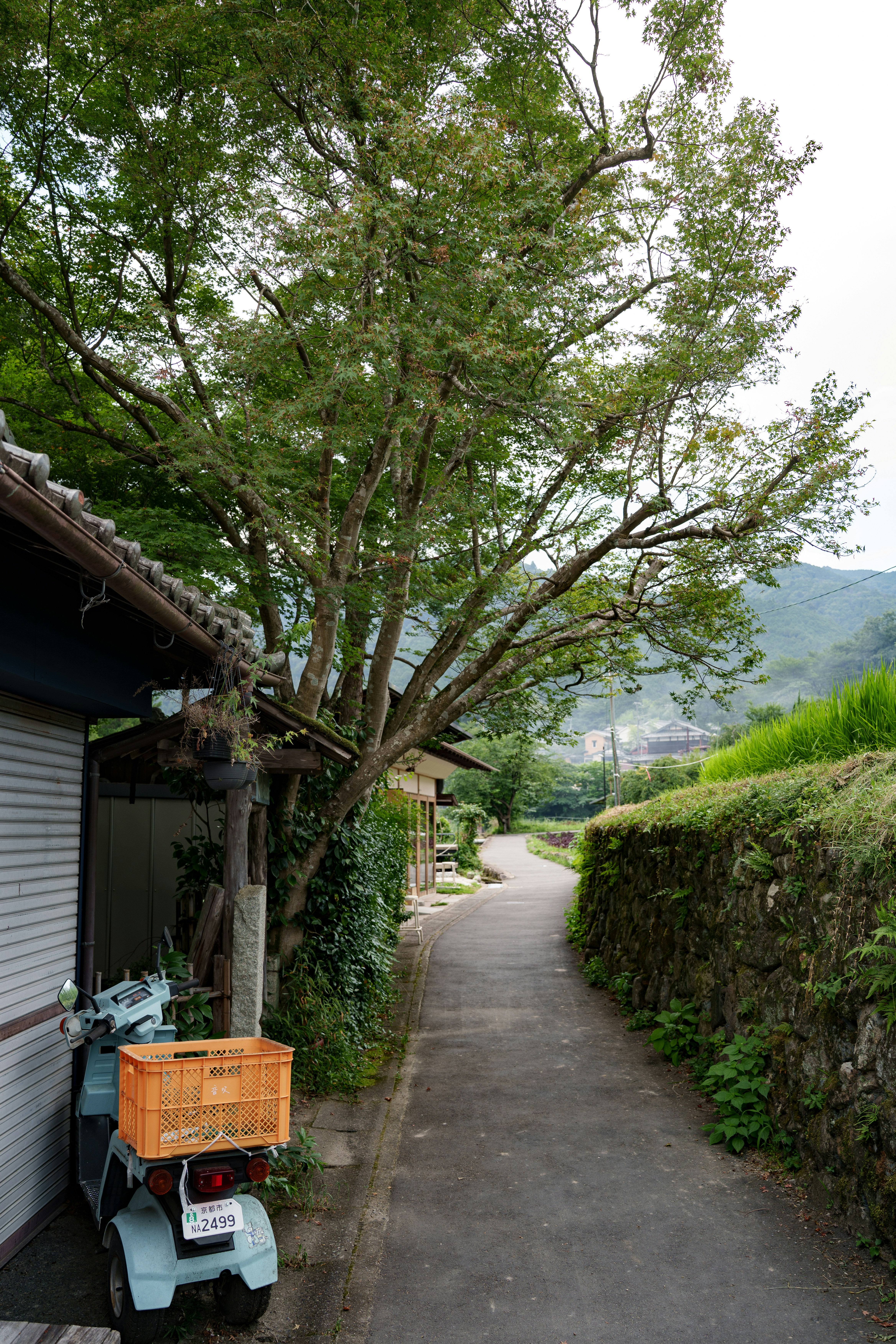 Tree-Canopy Lane: A Quiet Path Winding Between Hedge and Hills