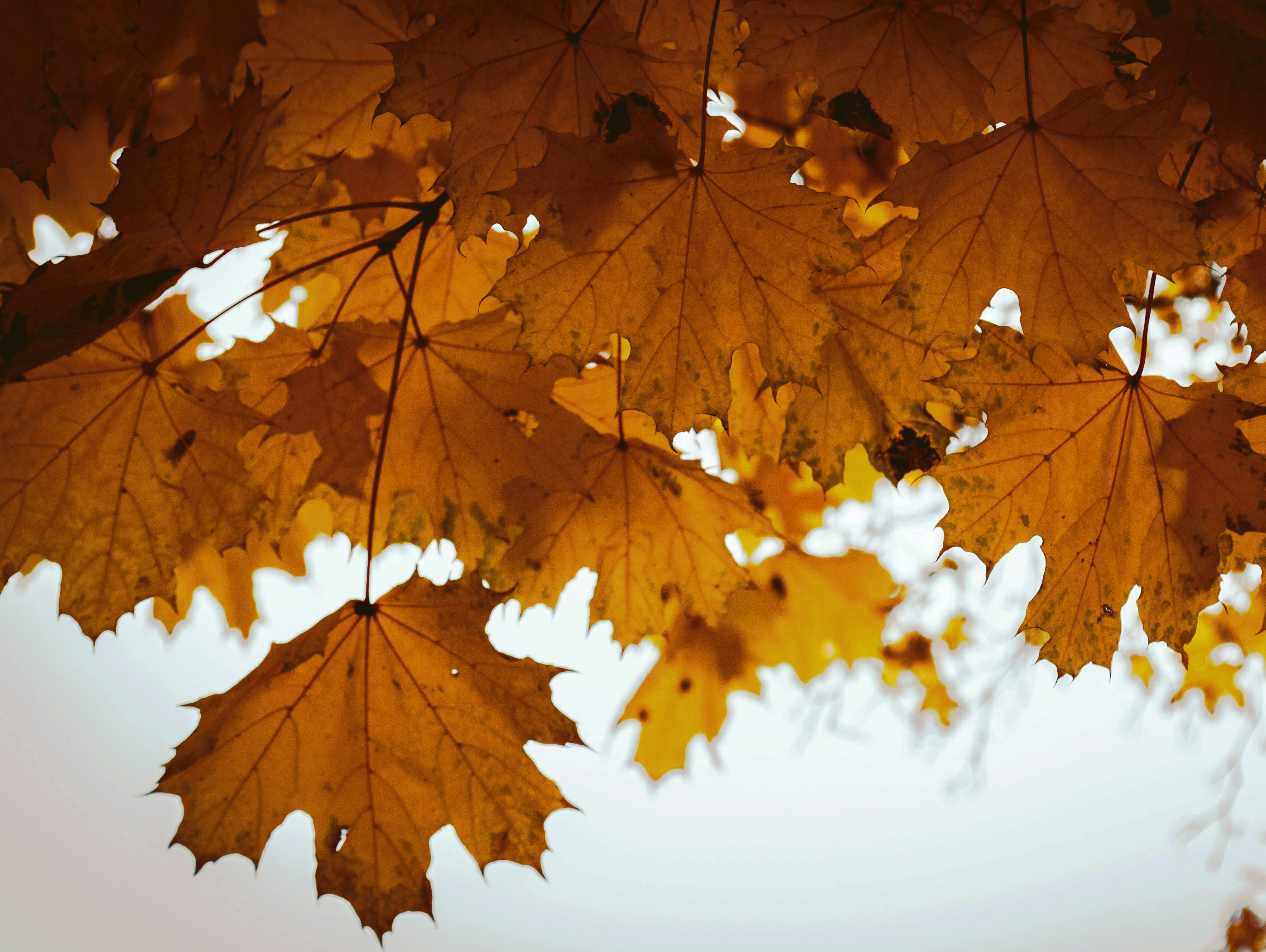 Autumn Cascade: Golden Maple Canopy