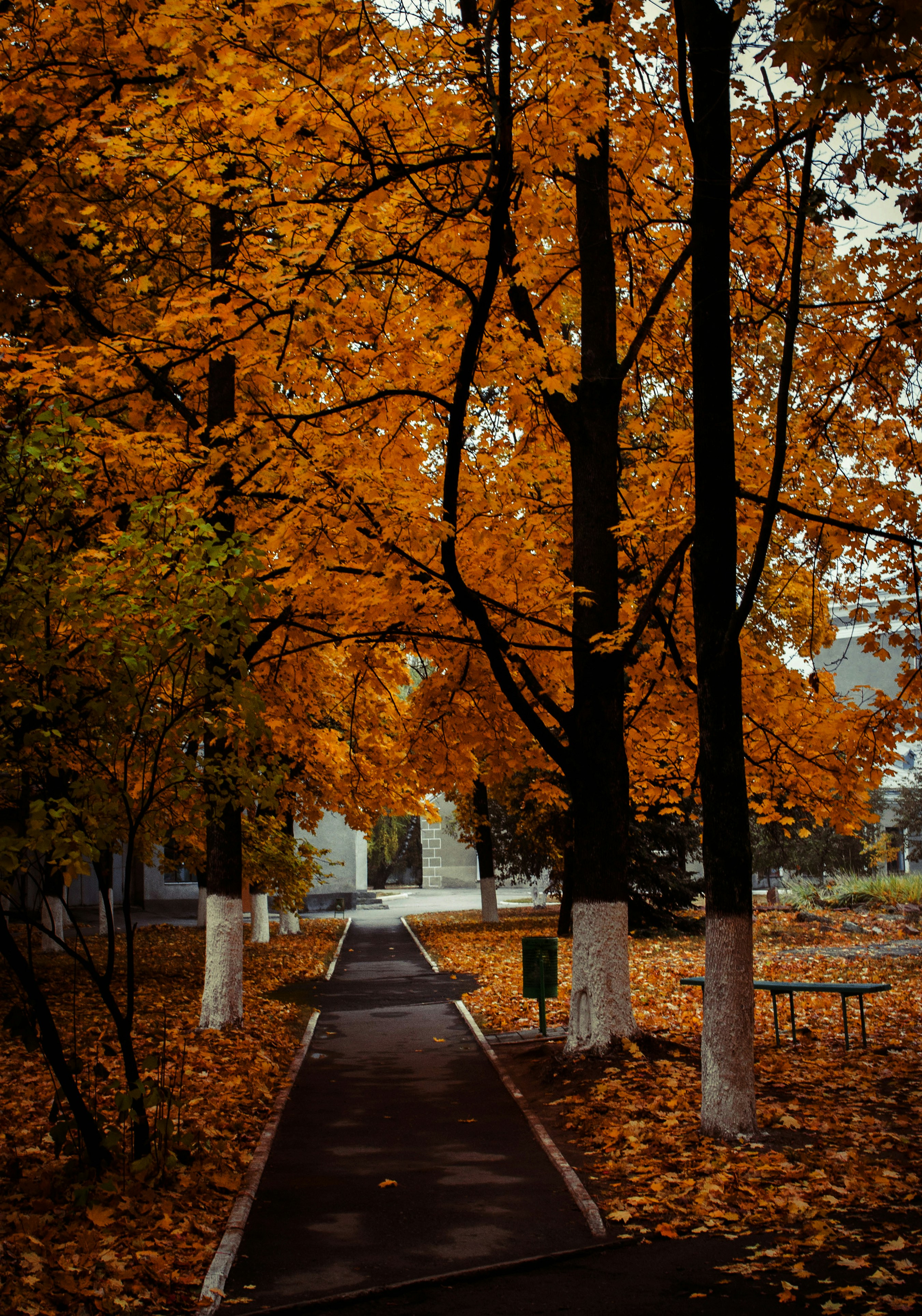 Autumn Alley: A Sunny Path Through Velvet Leaves