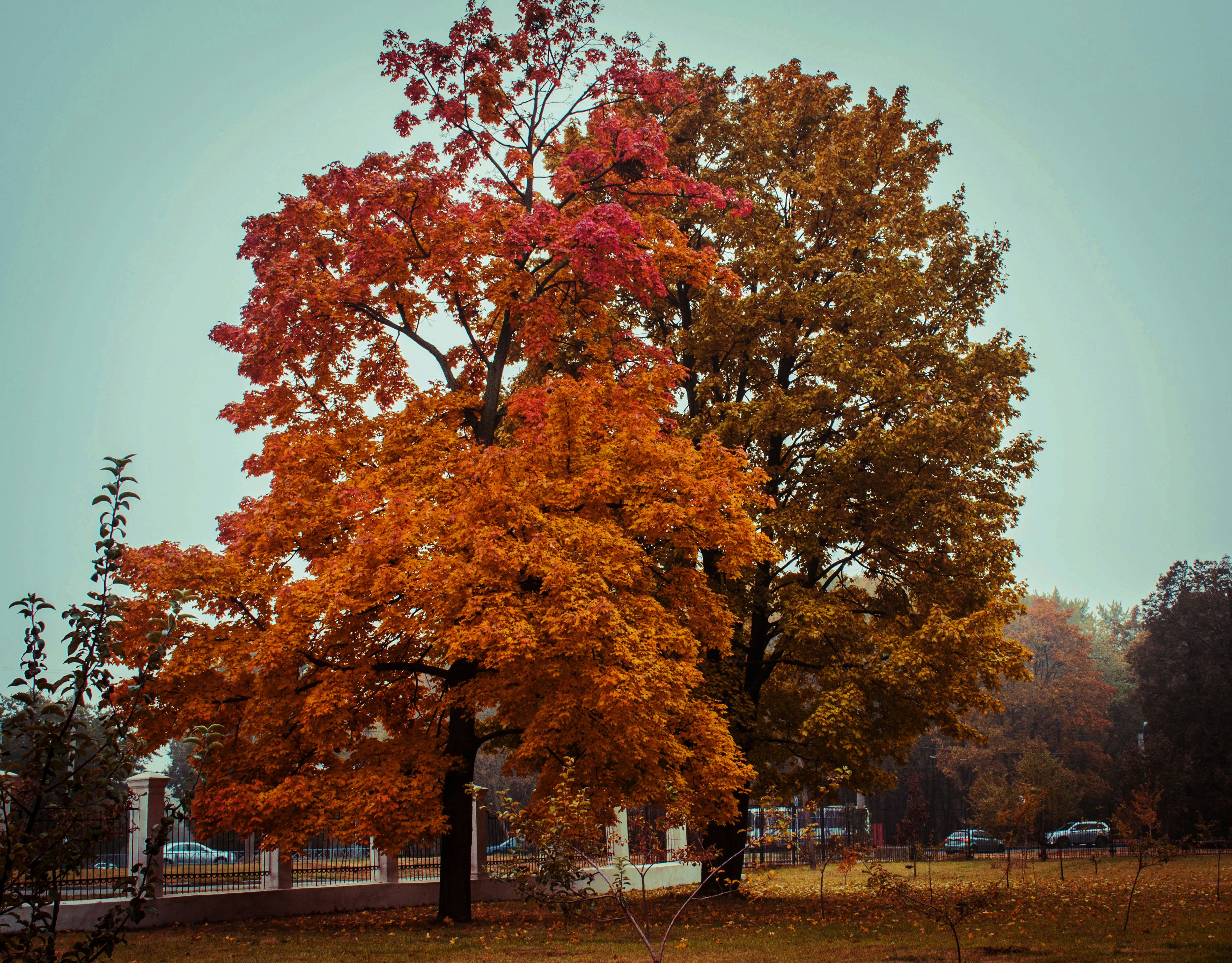 Beautiful seasonal and nature photography featuring a magnificent maple tree in full autumn coloration. The image captures the striking transition of foliage colors from deep red at the top to bright orange and yellow, standing in a quiet park lane next to a decorative fence with distant cars, creating a cozy and nostalgic autumn atmosphere.