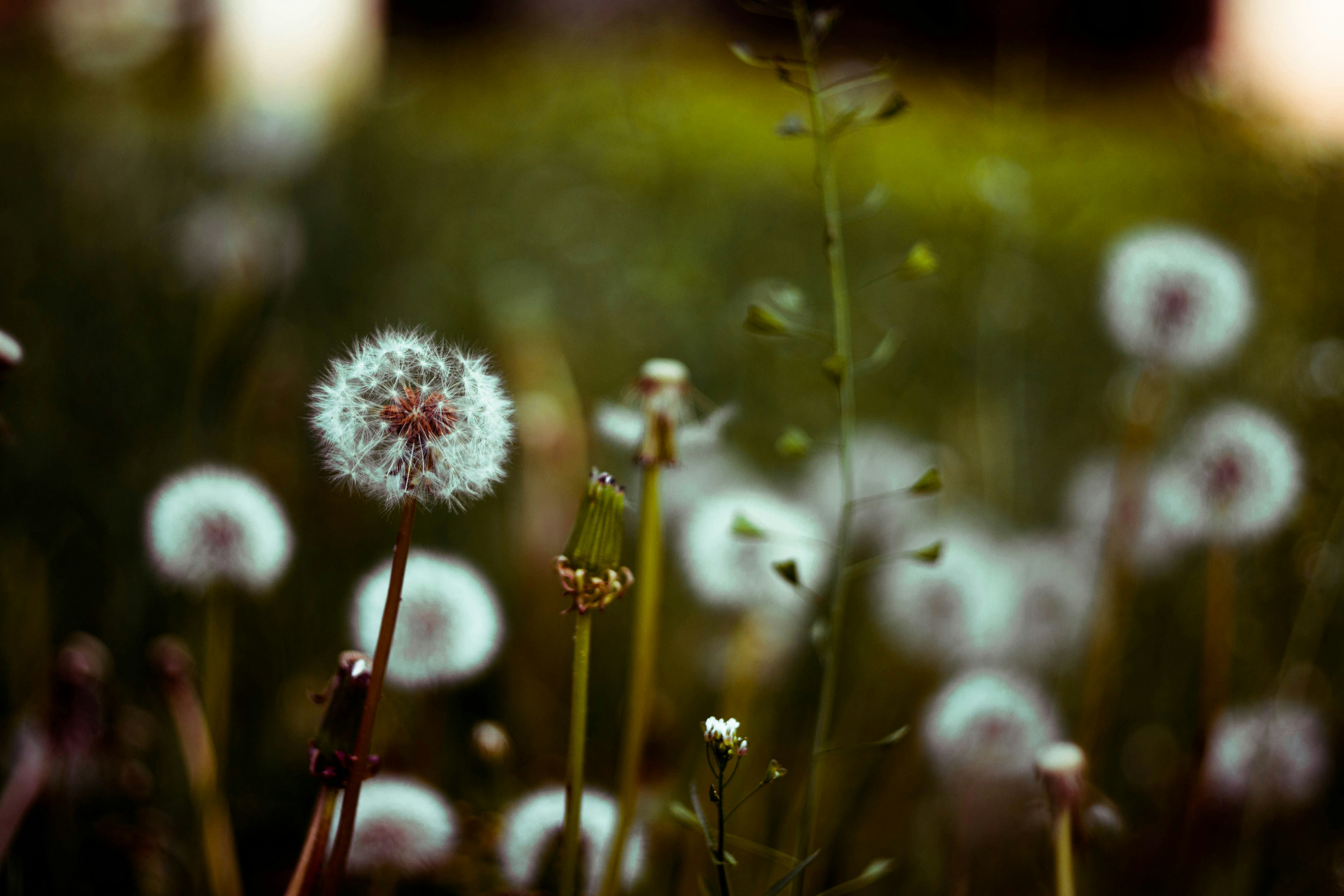 Soft Focus Dandelion Field: A Quiet Bloom in Evening Light