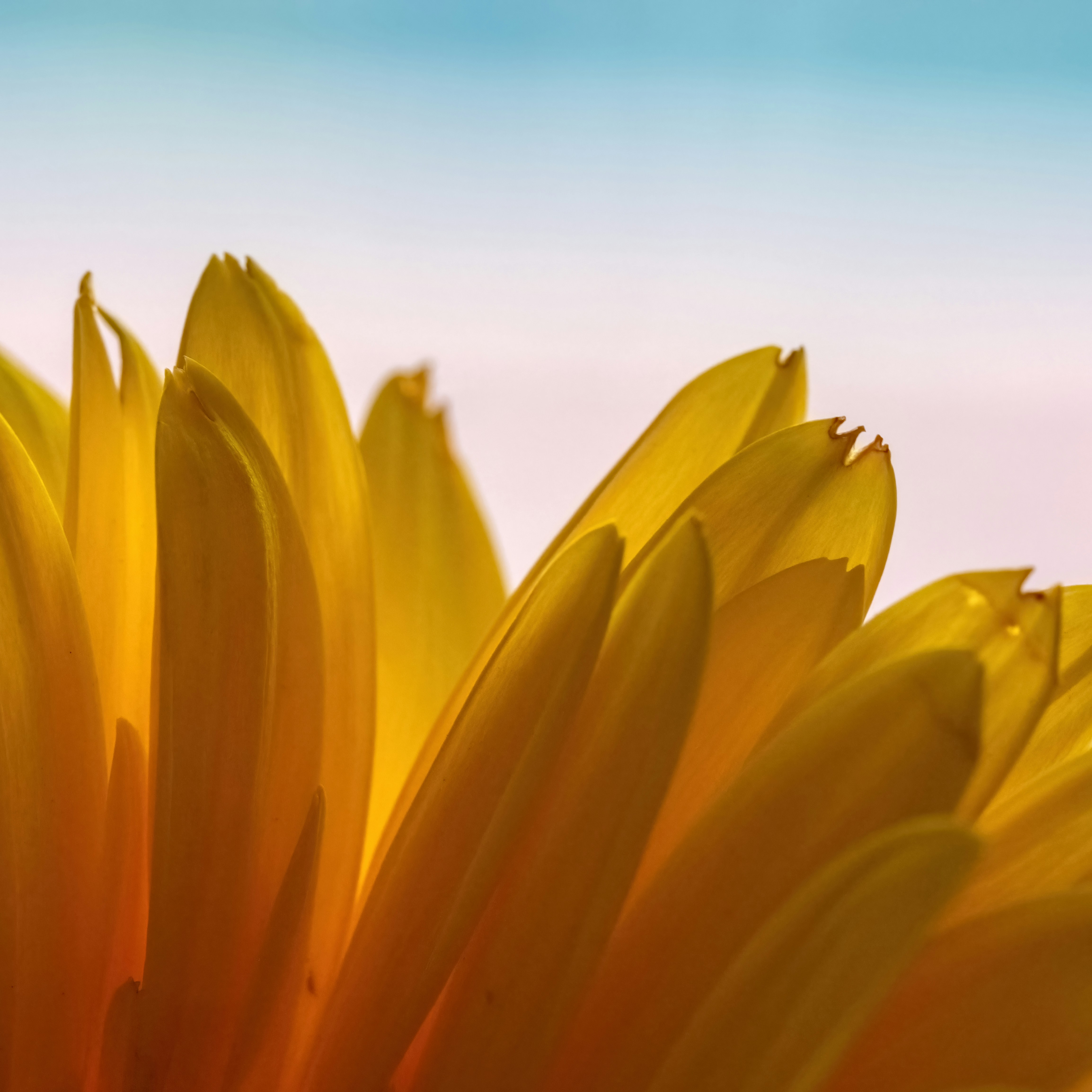 Golden Petals at Dawn: A Sunlit Macro Moment