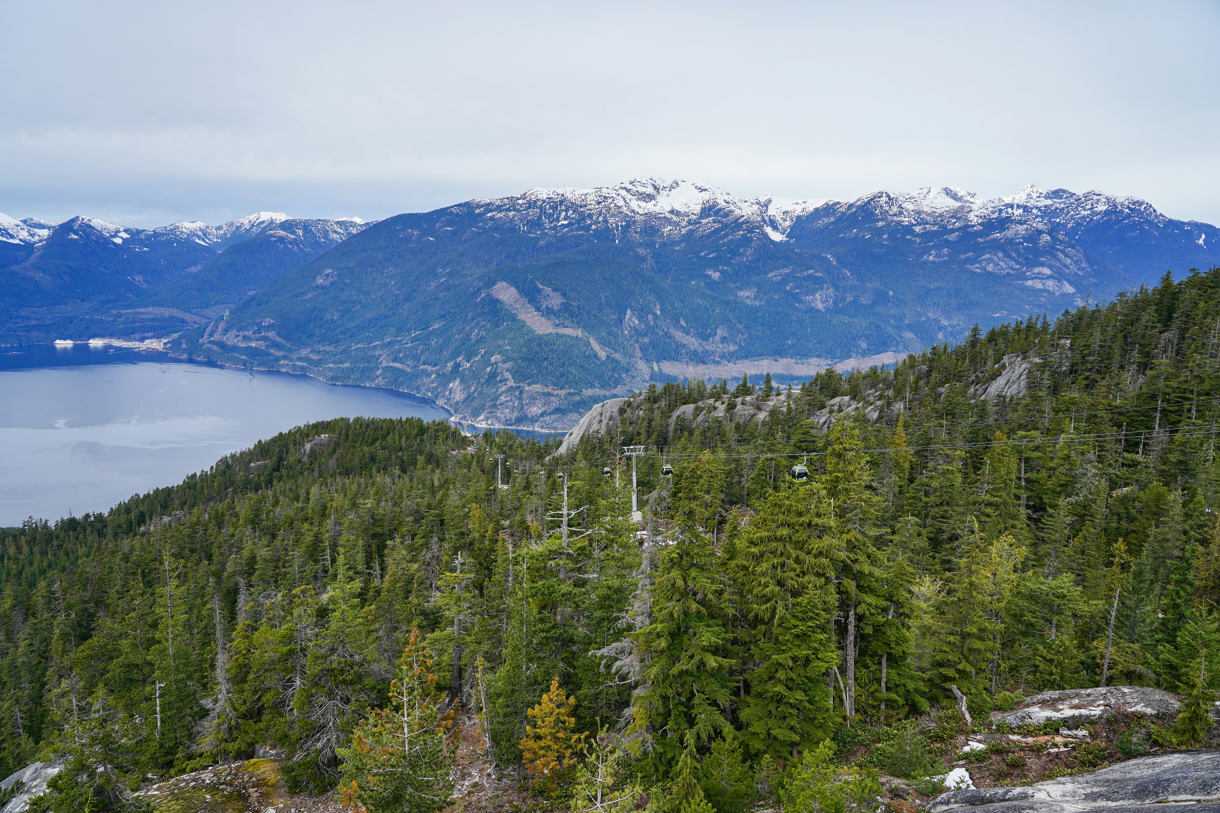 Snow-capped Peaks Beyond a Pine-blanketed Ridge
