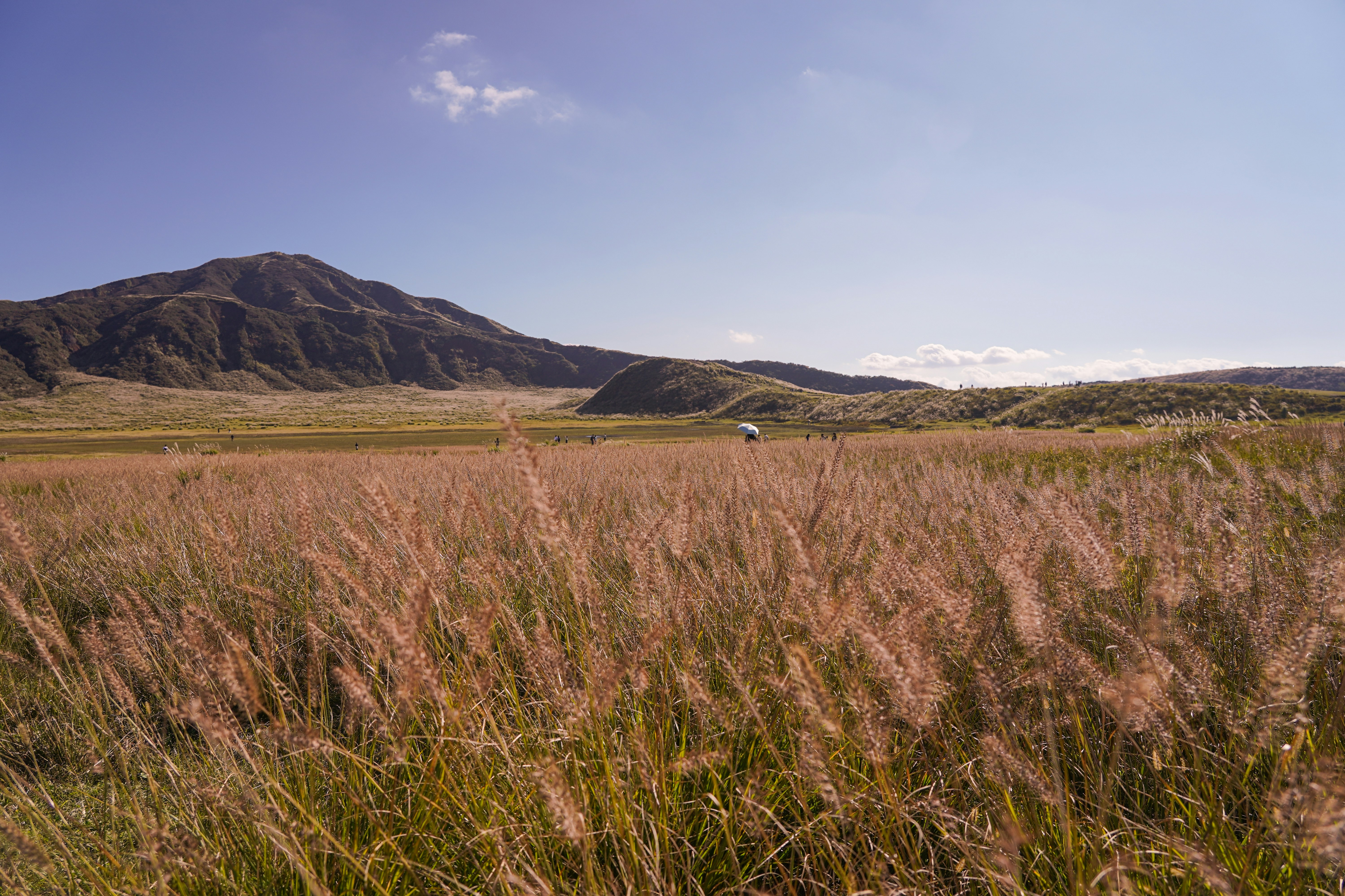 Pink Grass Frontier under a Quiet Blue Sky