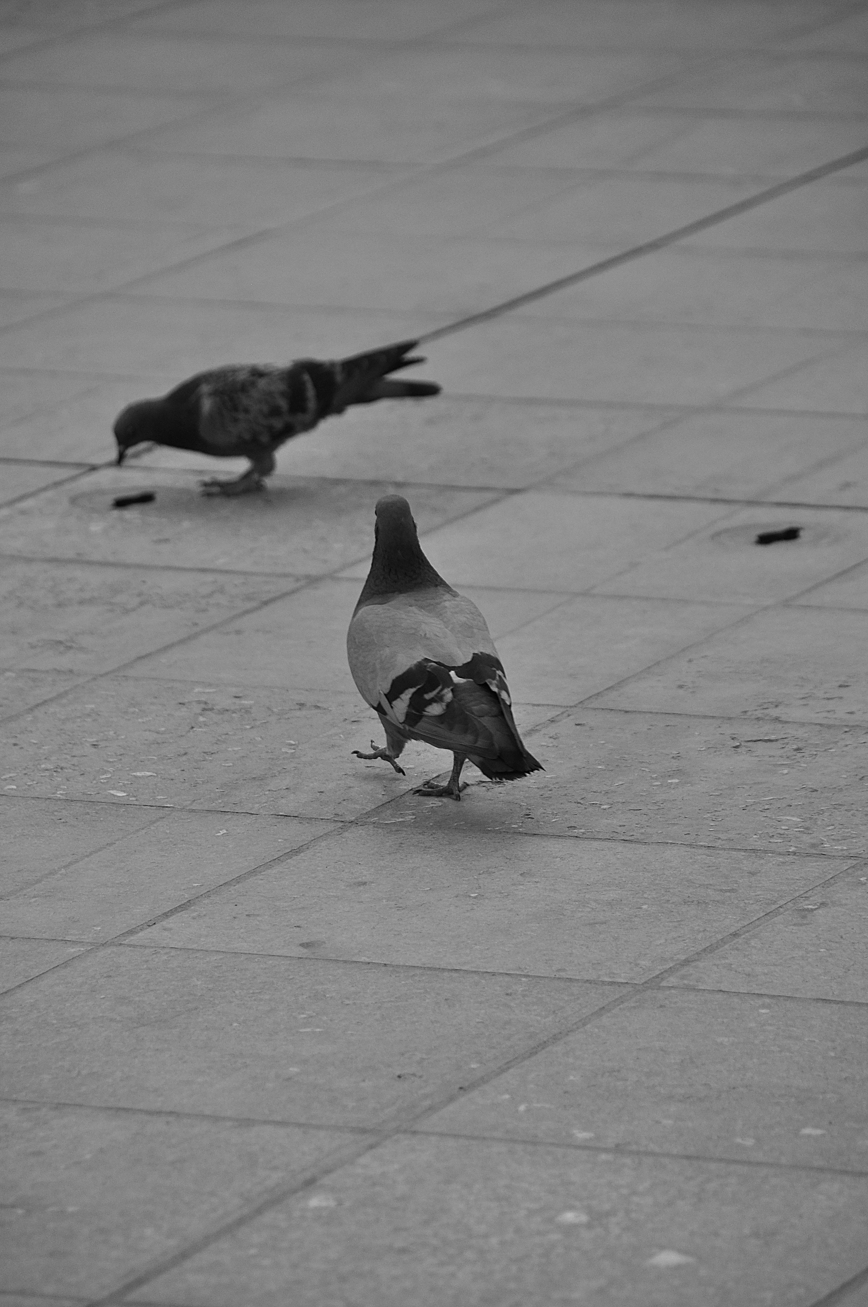 Two urban pigeons on a tiled plaza