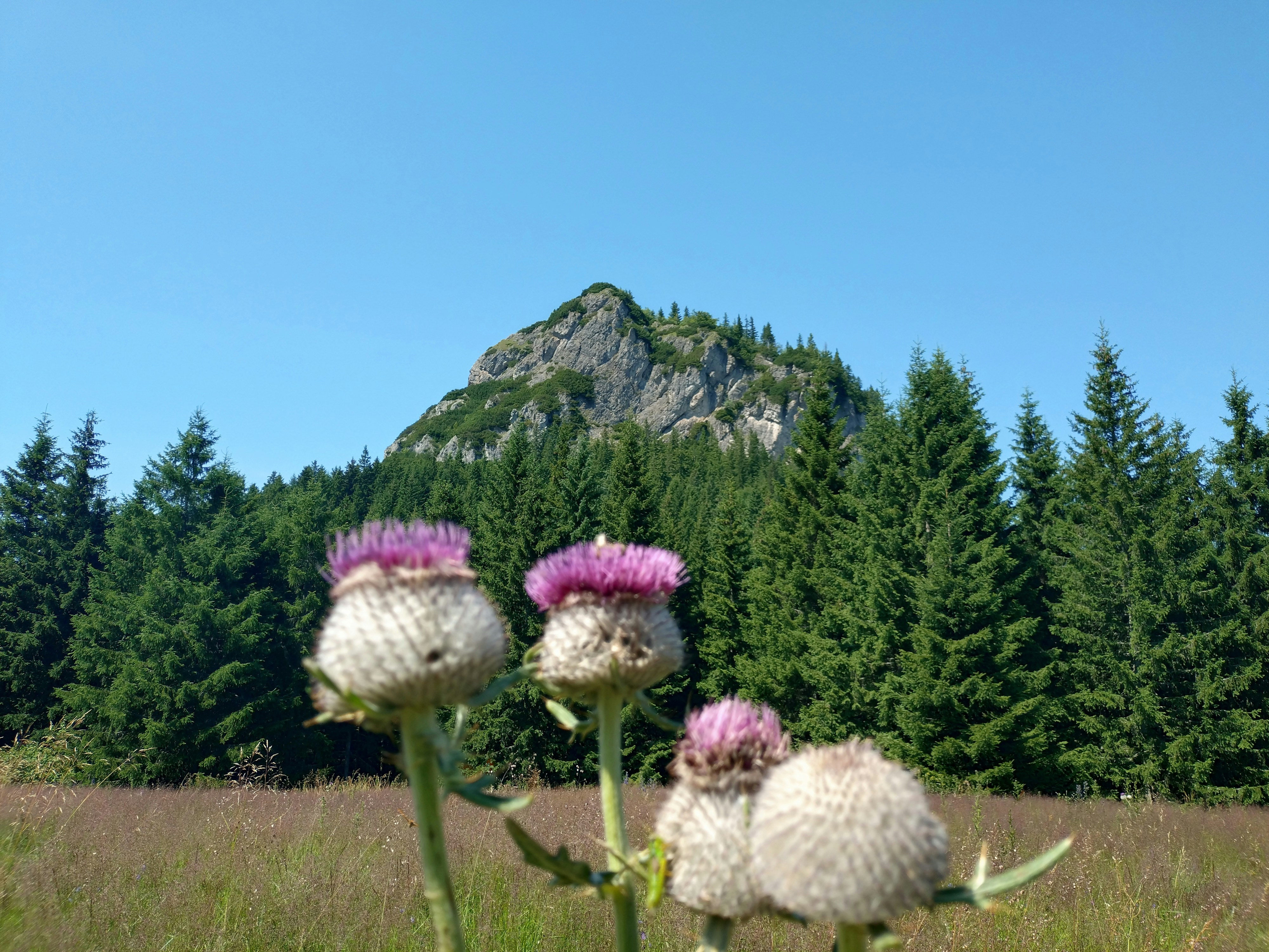 Purple-topped thistles frame a sunlit meadow with a forested hill