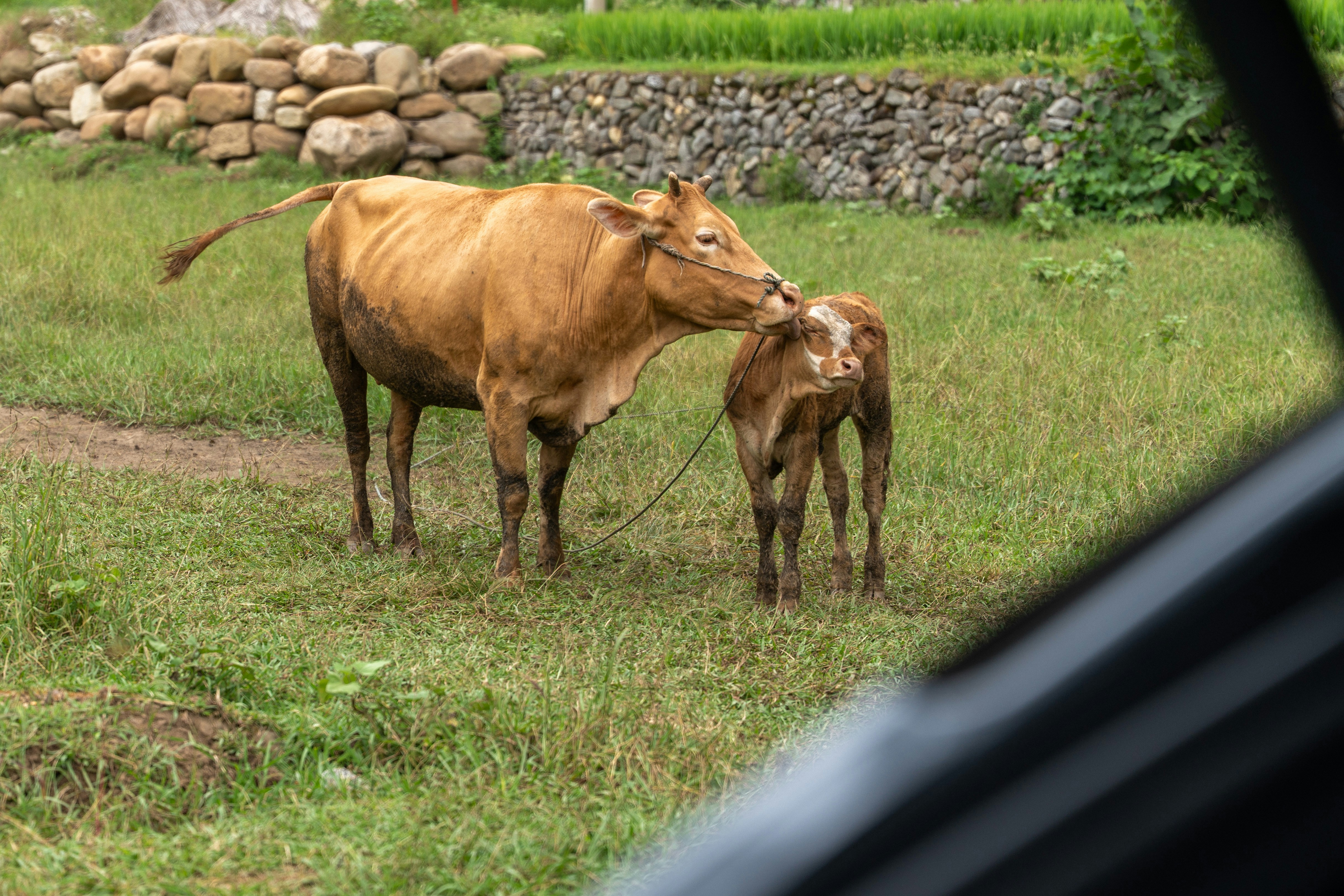 Two cows stand in a grassy field beside a stone wall, one nuzzling the other with a simple tether. The scene appears to be captured from a car window, with a dark interior frame in the foreground.