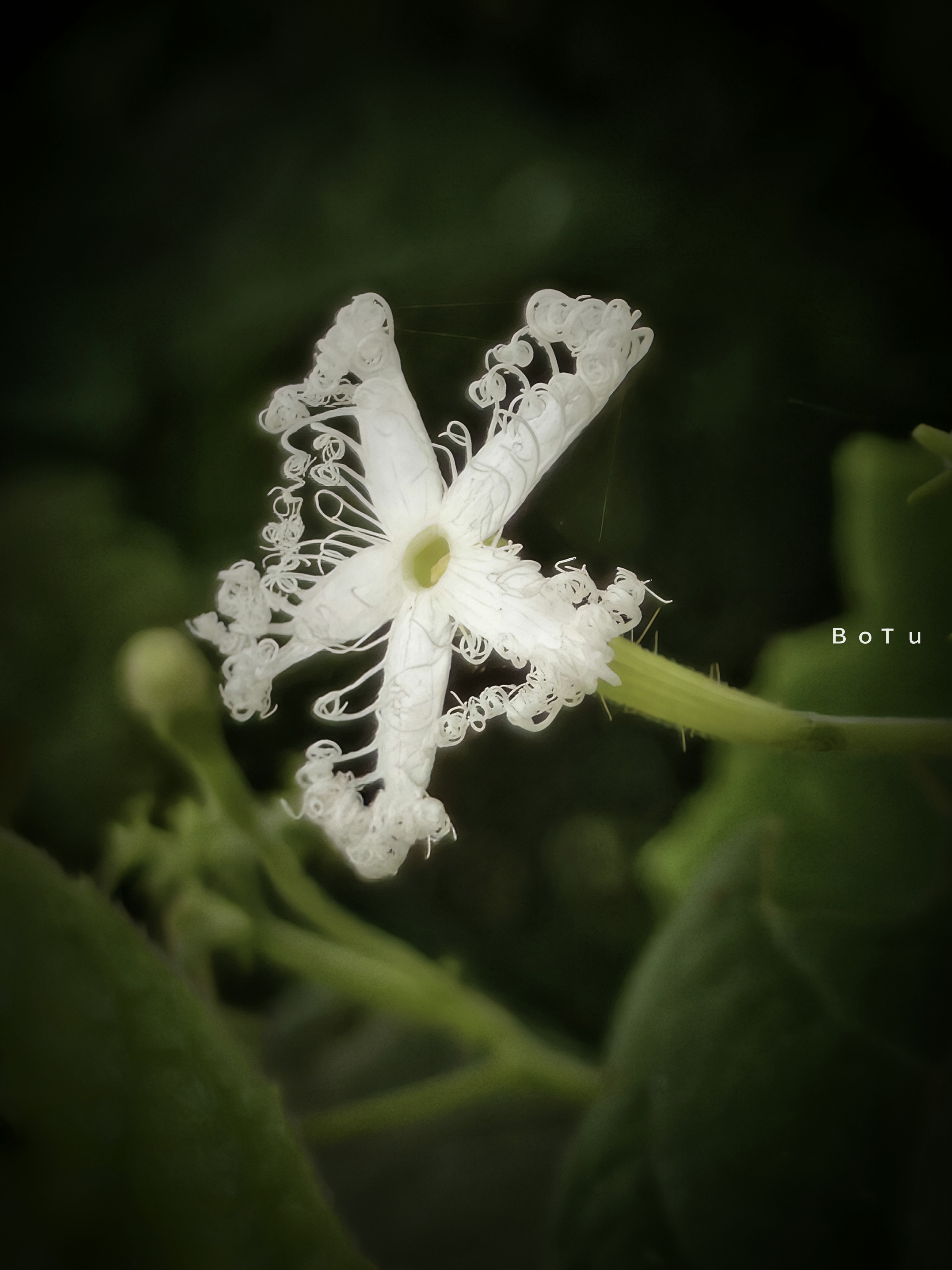 Description: A delicate white ivy gourd flower (Coccinia grandis) blooming in the quiet beauty of the monsoon. Captured in a close-up macro shot, highlighting the intricate curled petals against a soft green background. A simple reminder that nature's smallest details are often the most beautiful.