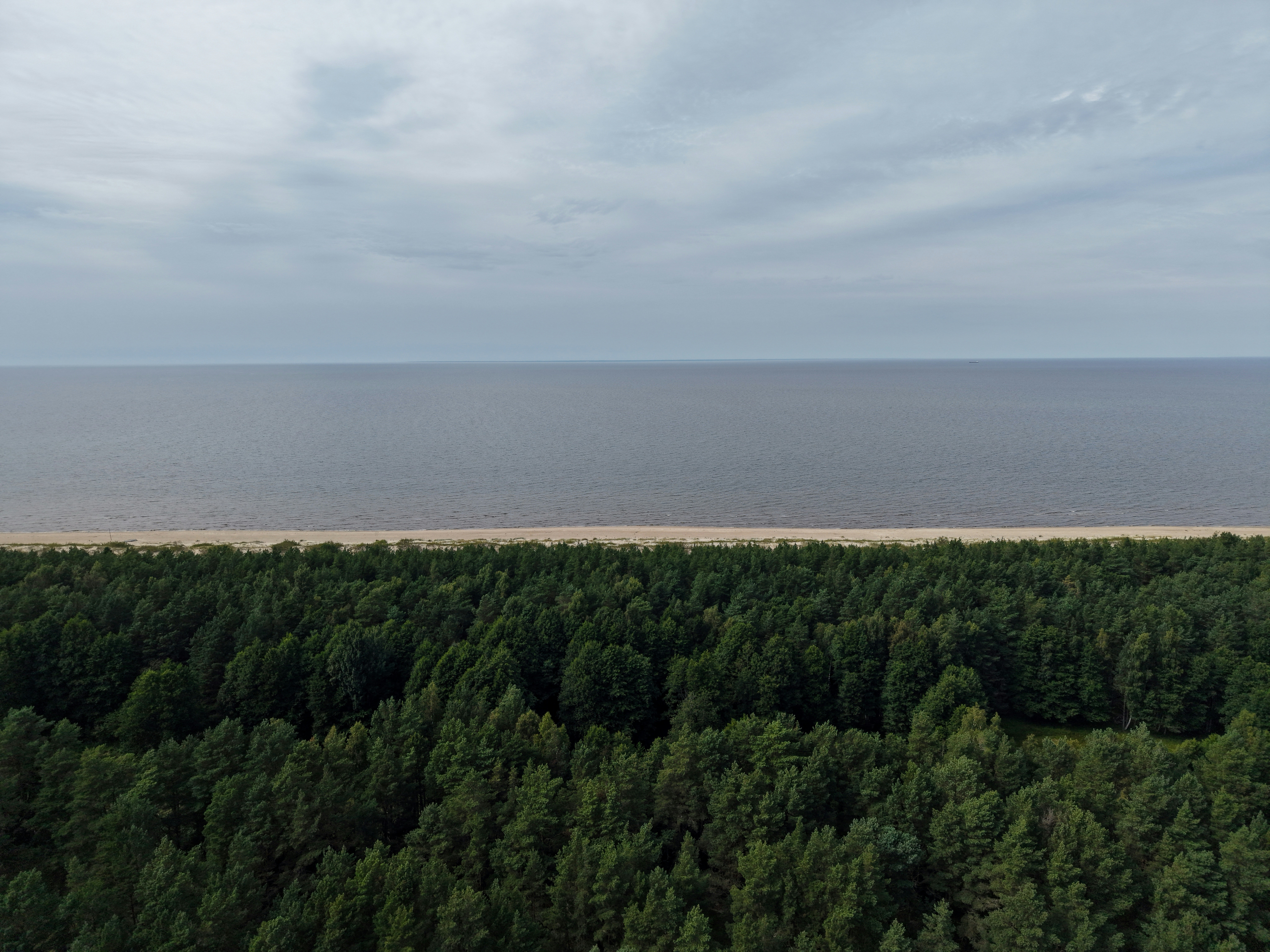 Coastline Curtain: Forest meeting the Sea from Above