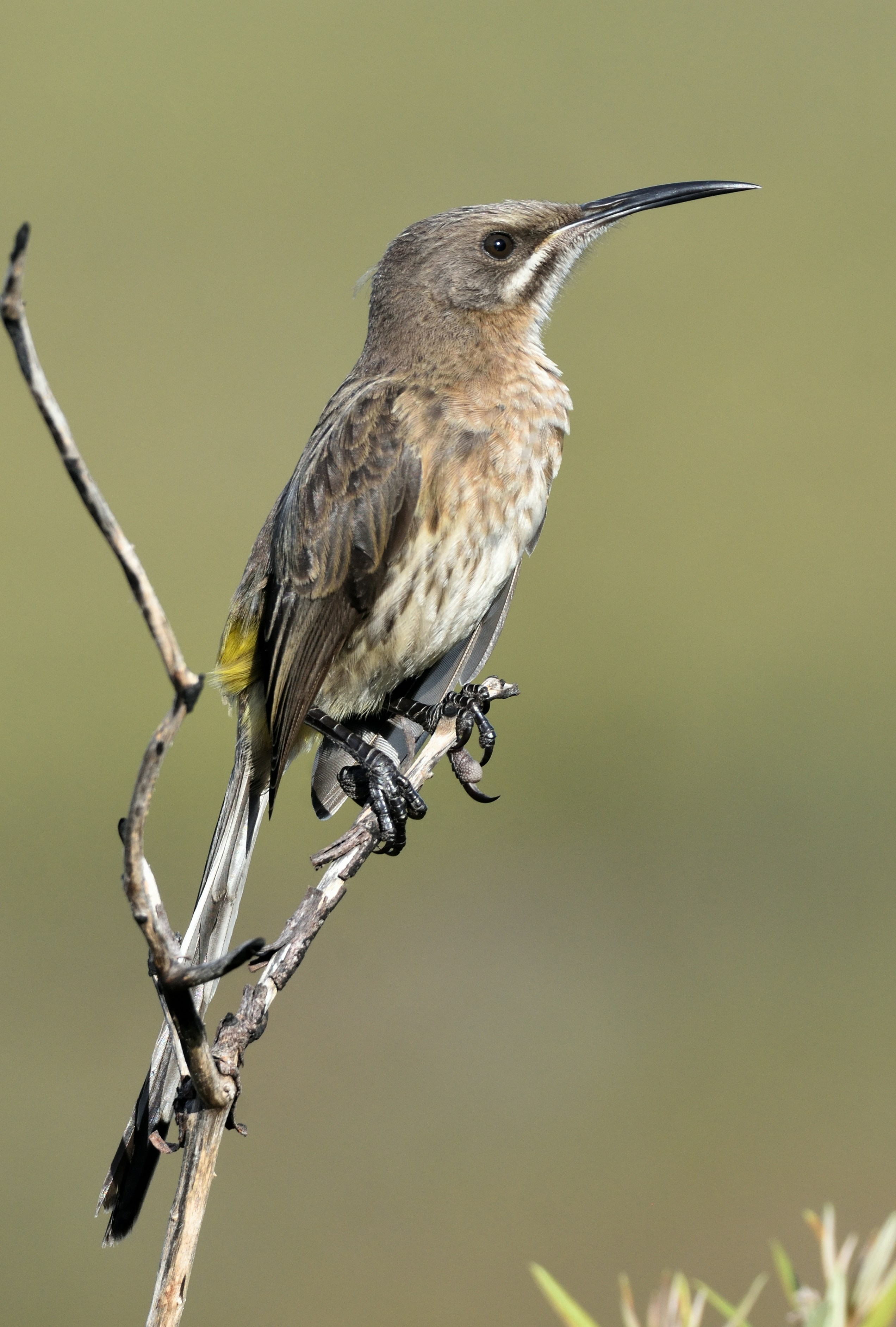 The female Cape Sugarbird has a shorter tail than the male.