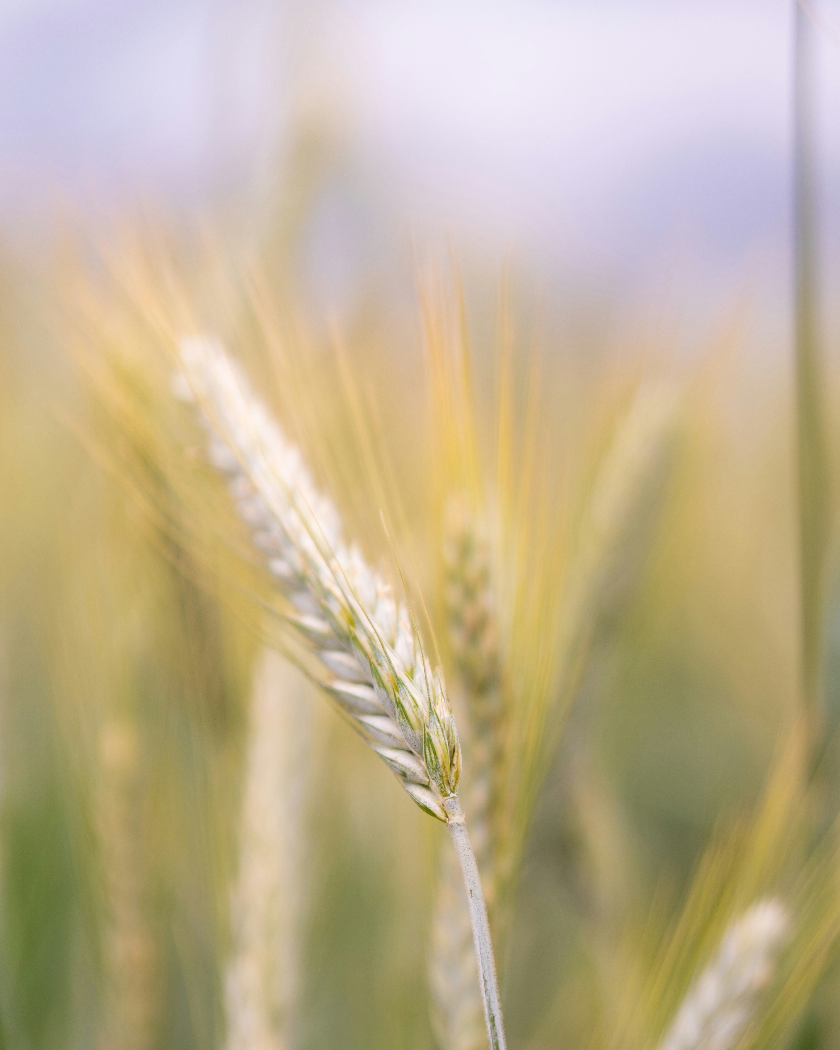 Blond Grain in Soft Focus: Dawn Whisper over a Field