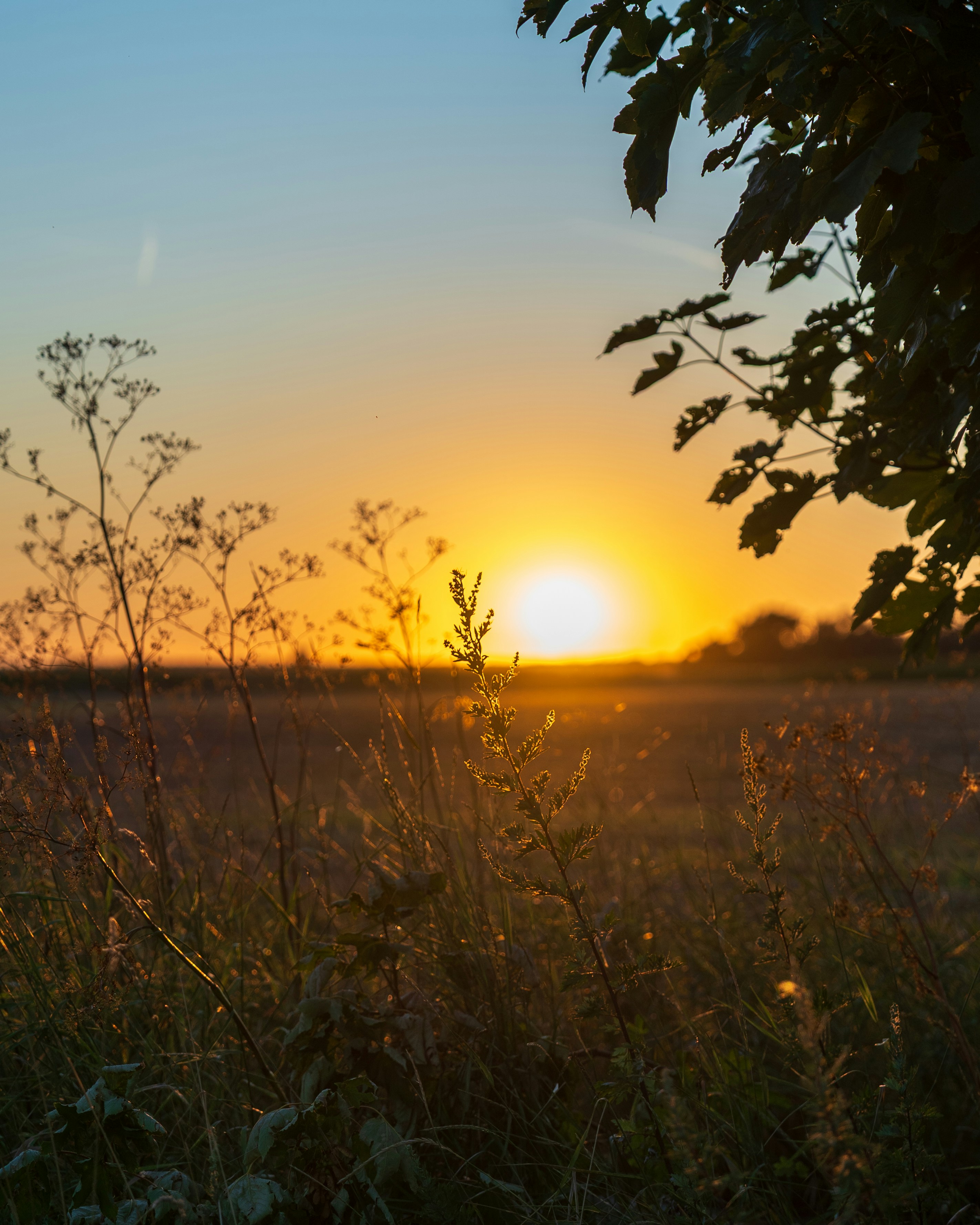 Sunlit Field at Dusk: Golden Hour Amid Tall Grass