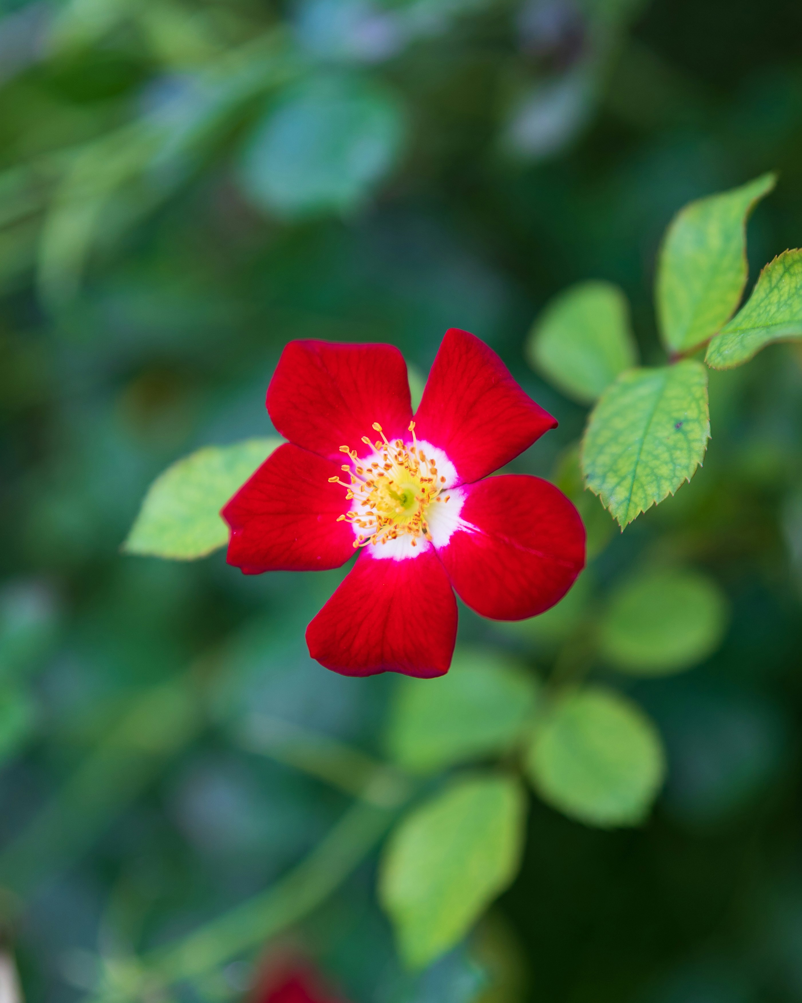 Scarlet Bloom Amid Verdant Whispers