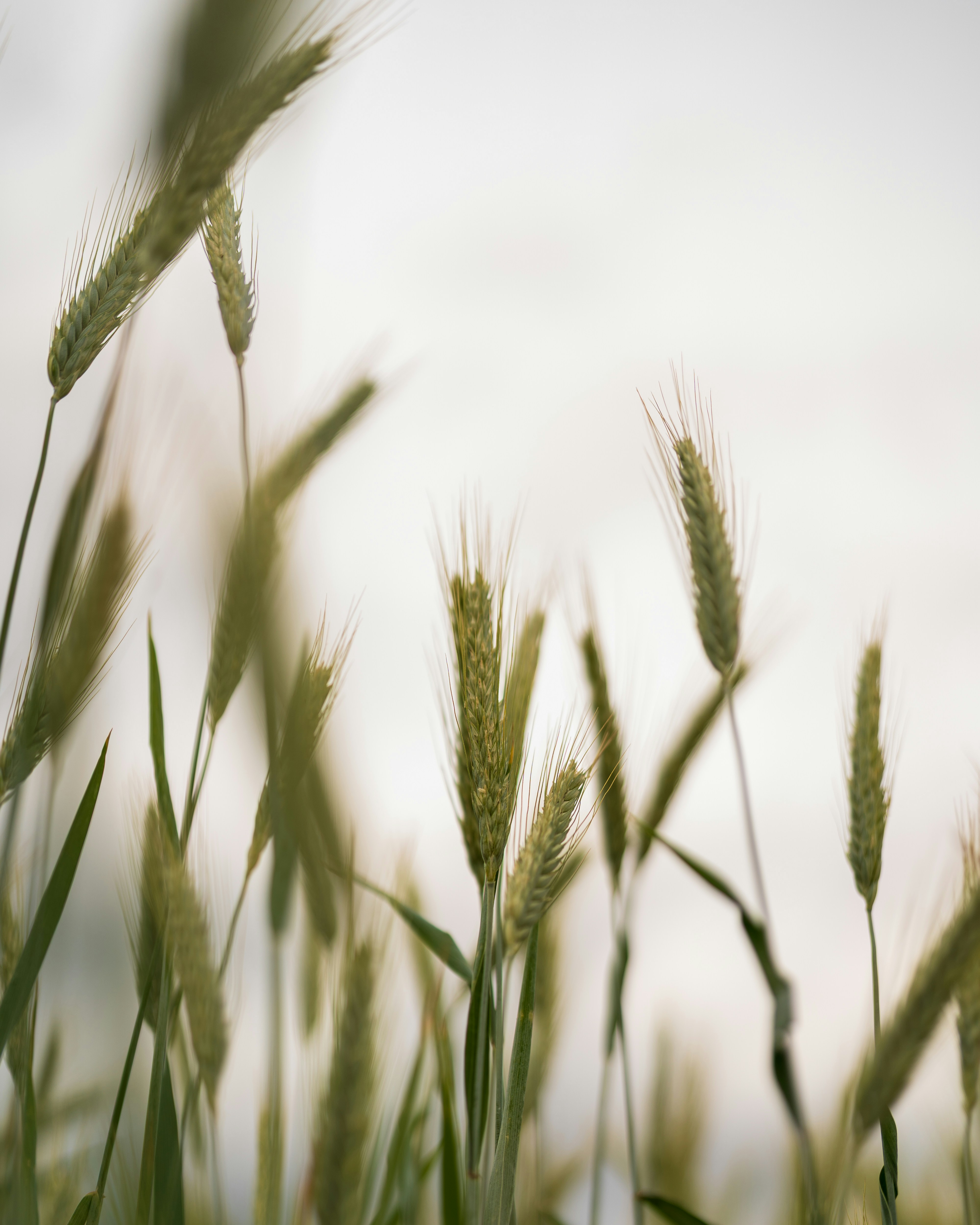 Wheat Stems in Soft Backlit Field