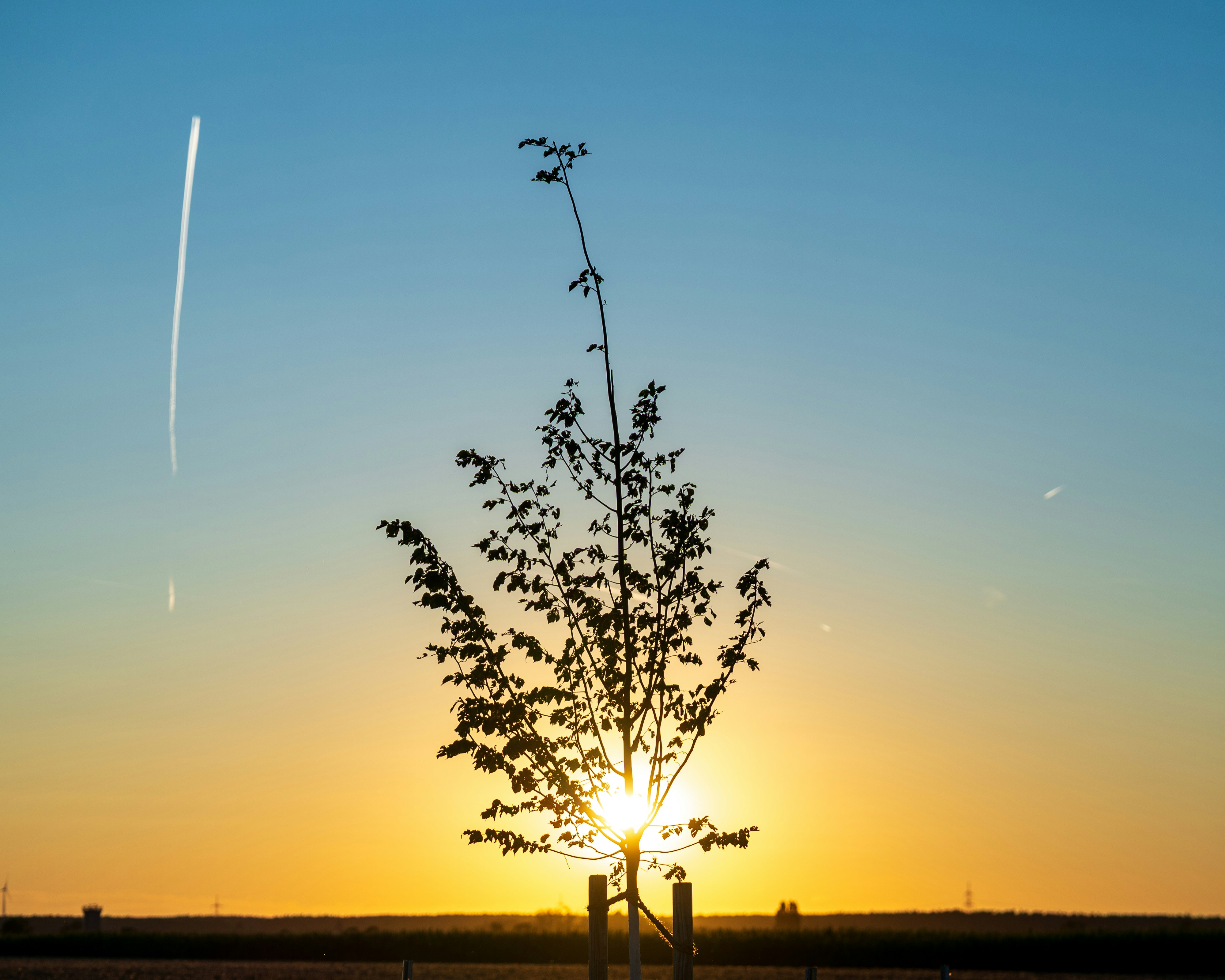 Sunlit Sapling: A Lone Tree Framed by the Horizon at Dusk