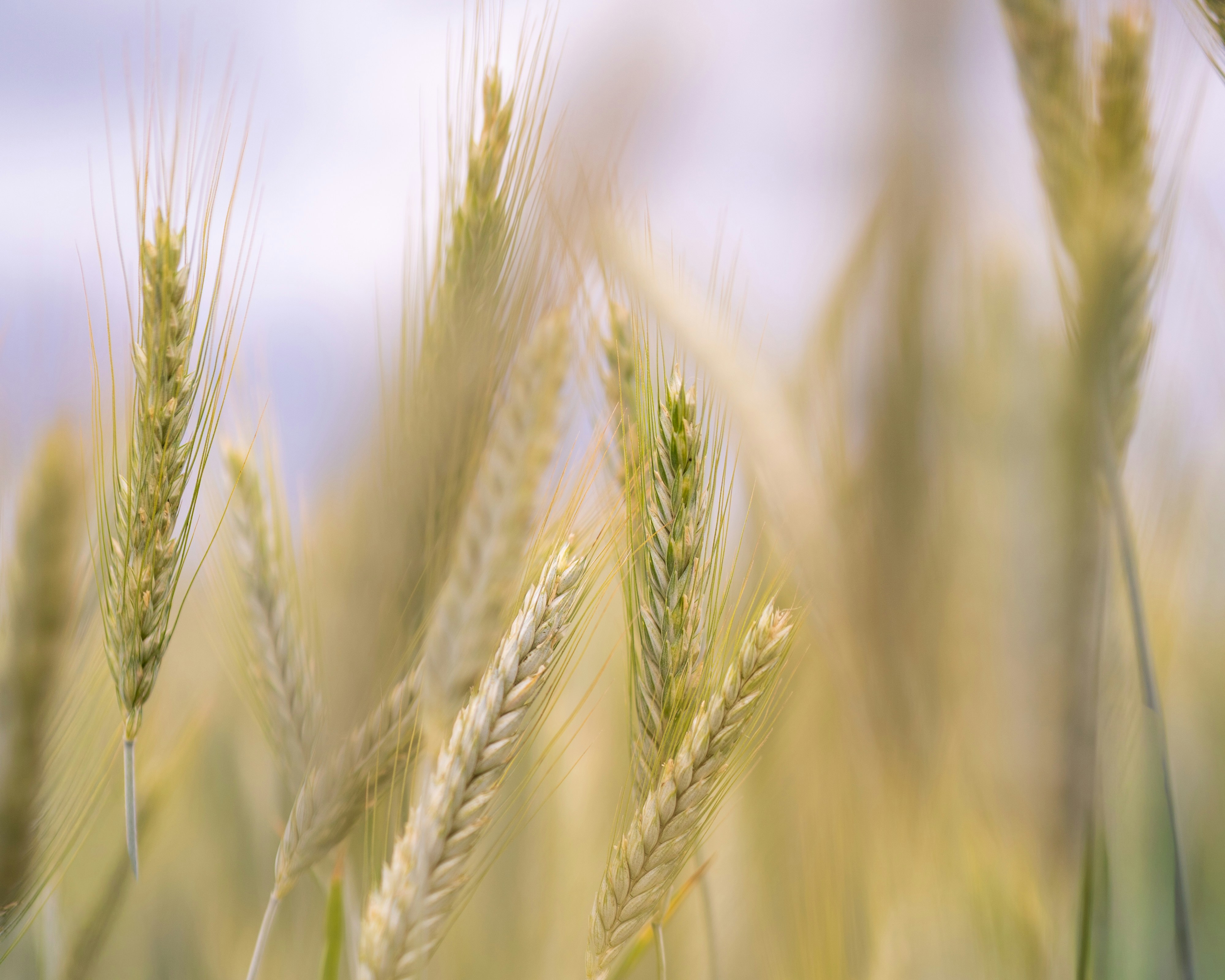 Golden Heads in a Gentle Field
