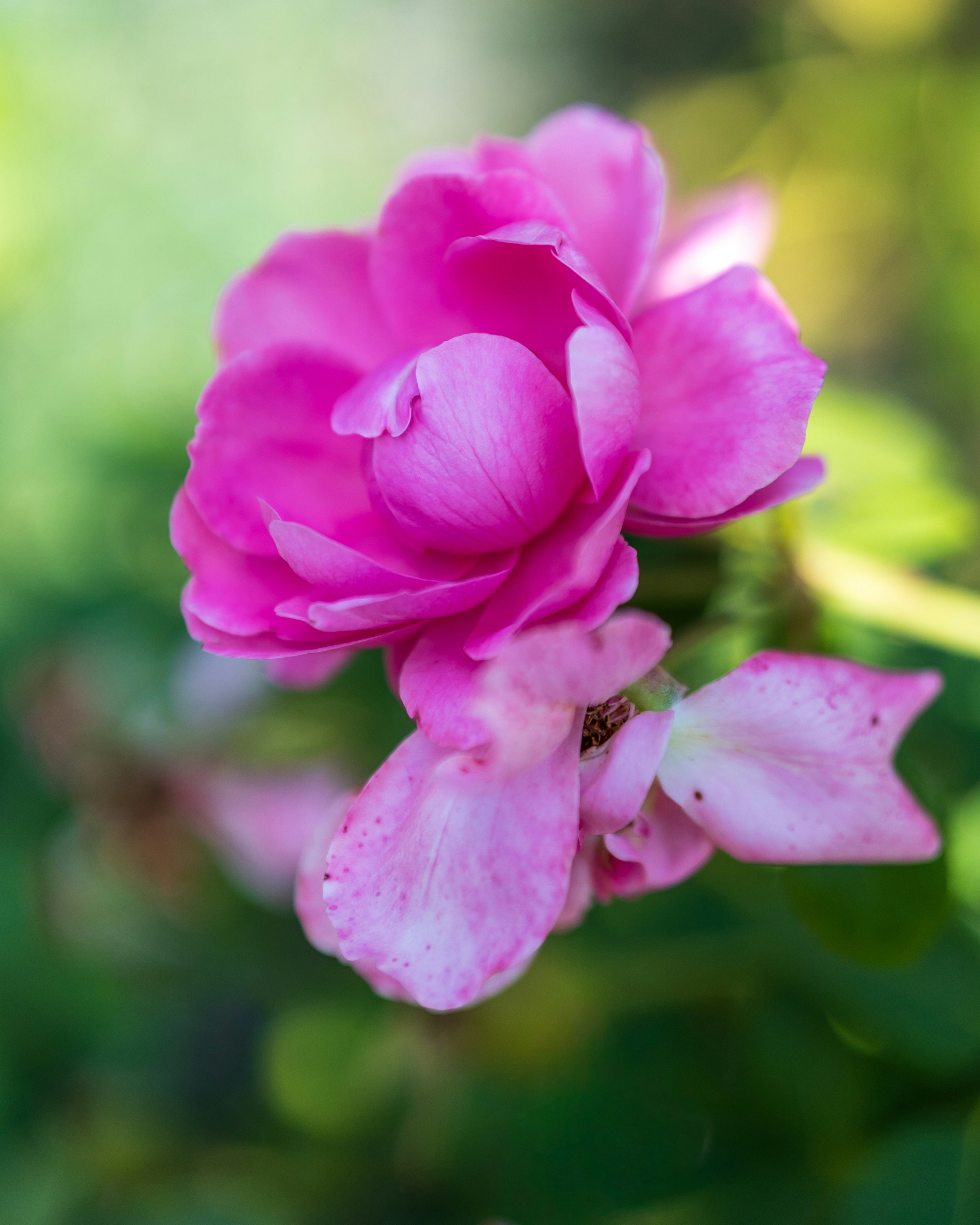 Rose in Soft Focus: A Close-Up of Pink Petals in Sunlit Garden