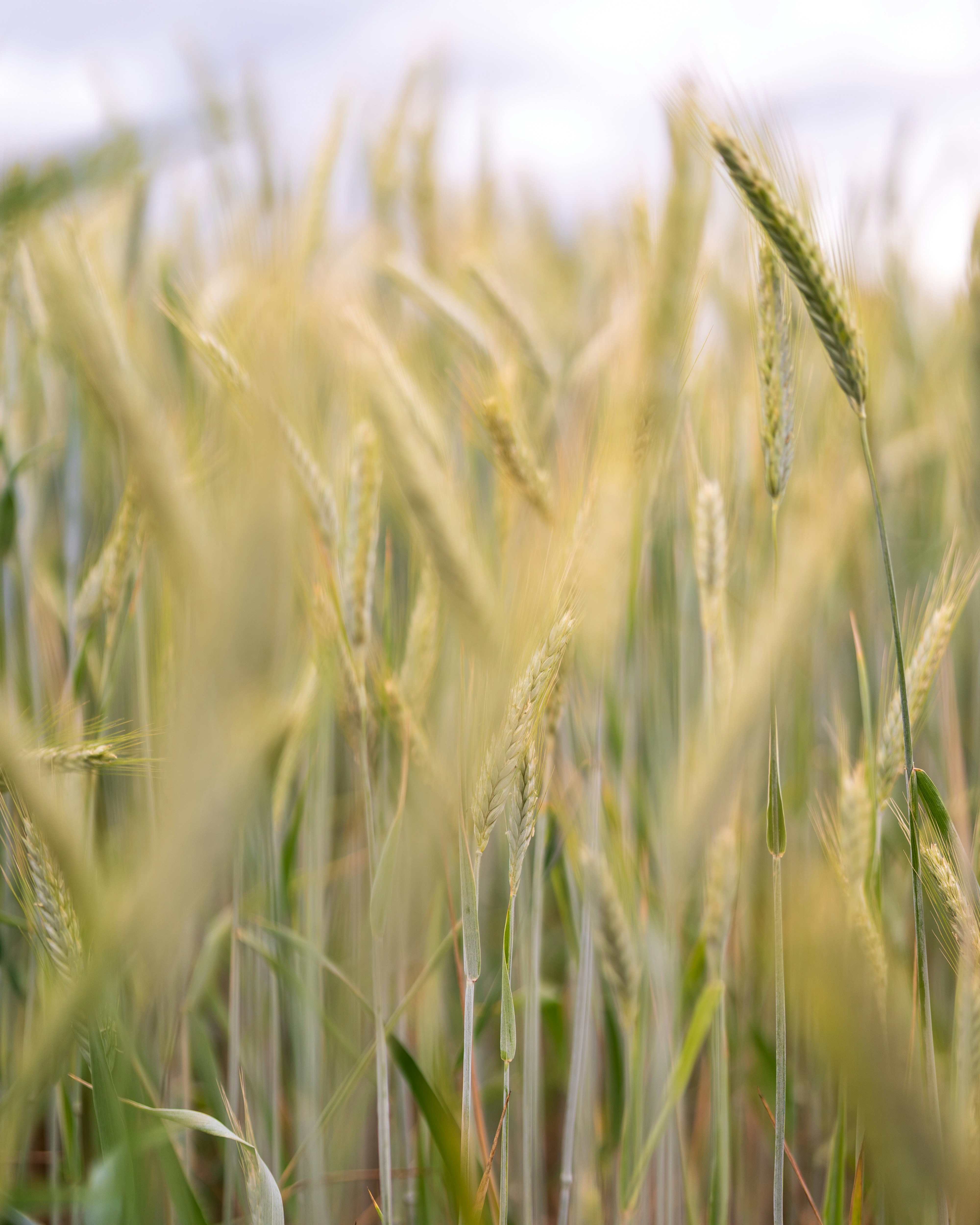 Golden Blades: Sunlit Wheat in a Quiet Field