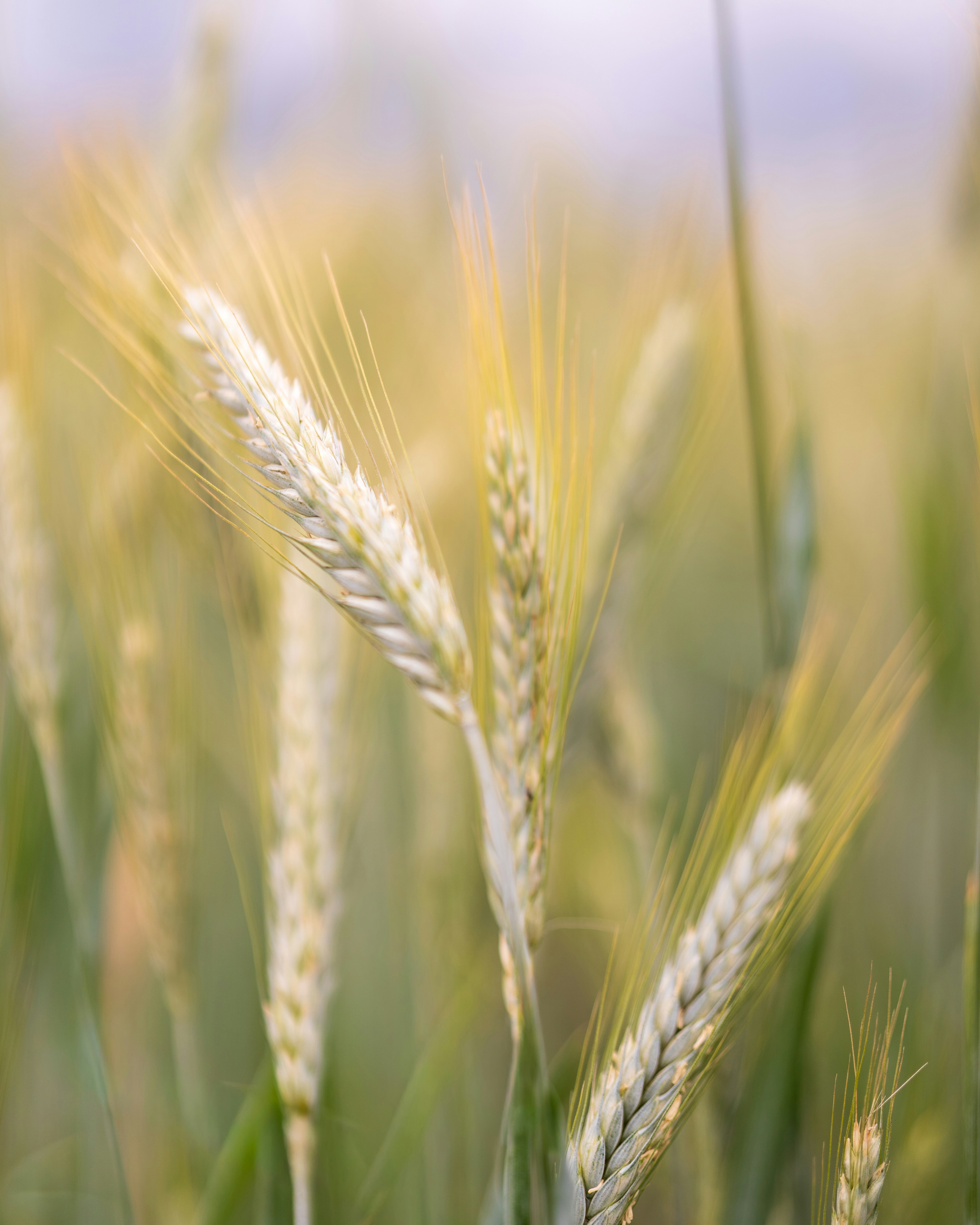 Amber Heads in a Quiet Meadow: Wheat Tips in Soft Focus