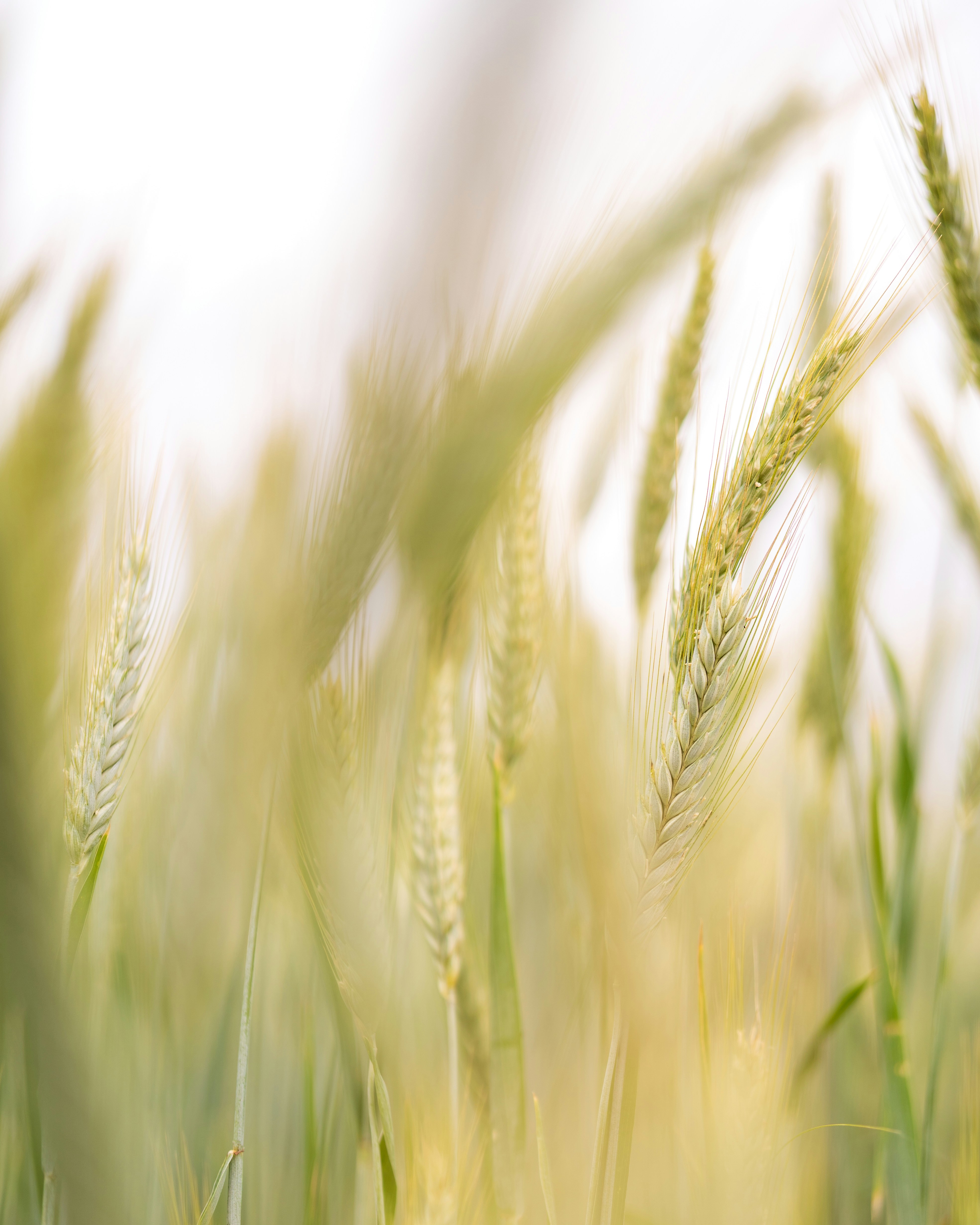 Golden Heads in the Breeze: Field Silhouette of Wheat