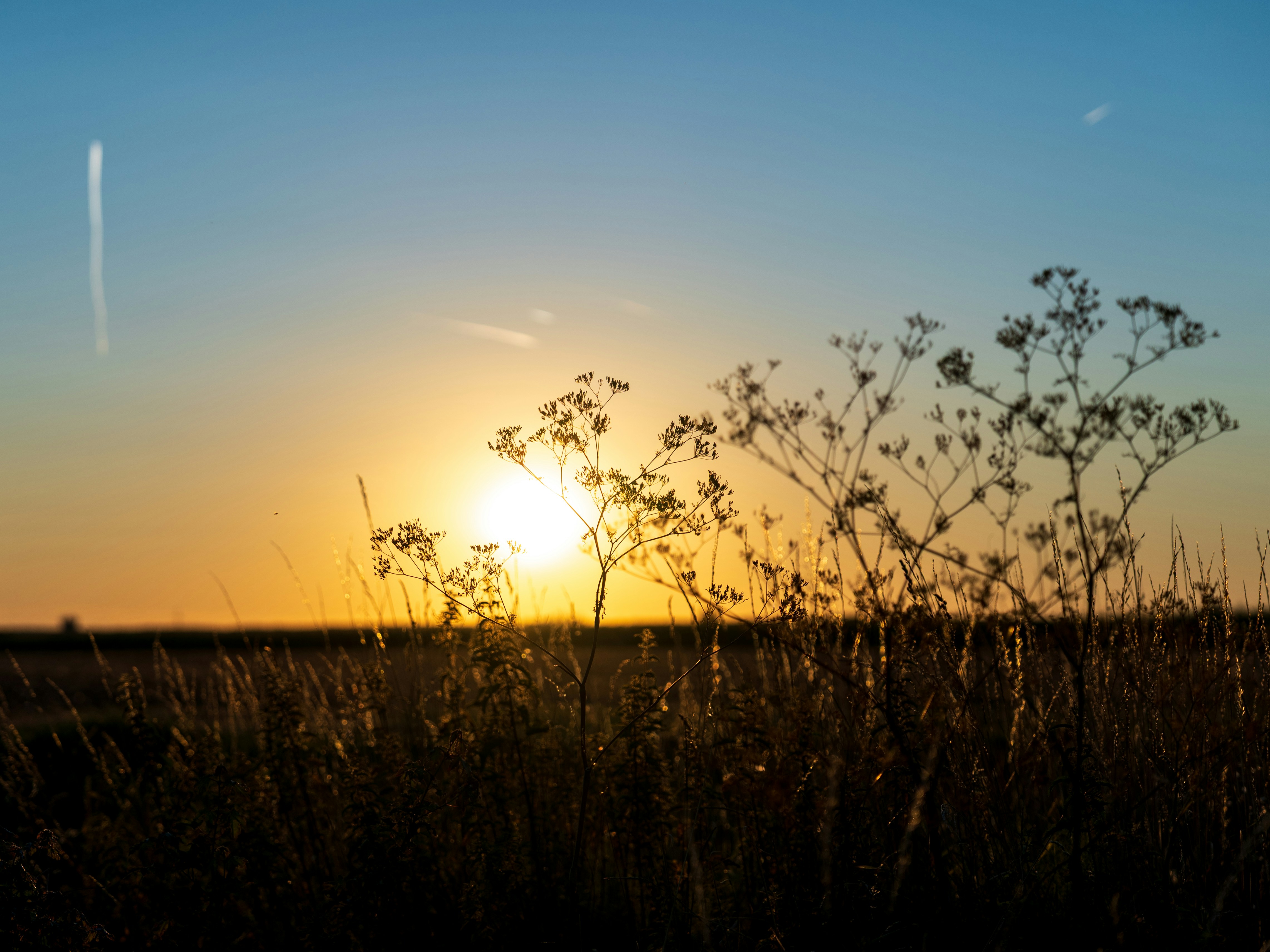 Sunlit Wildflowers at Dusk: A Horizon Painted in Warm Grain