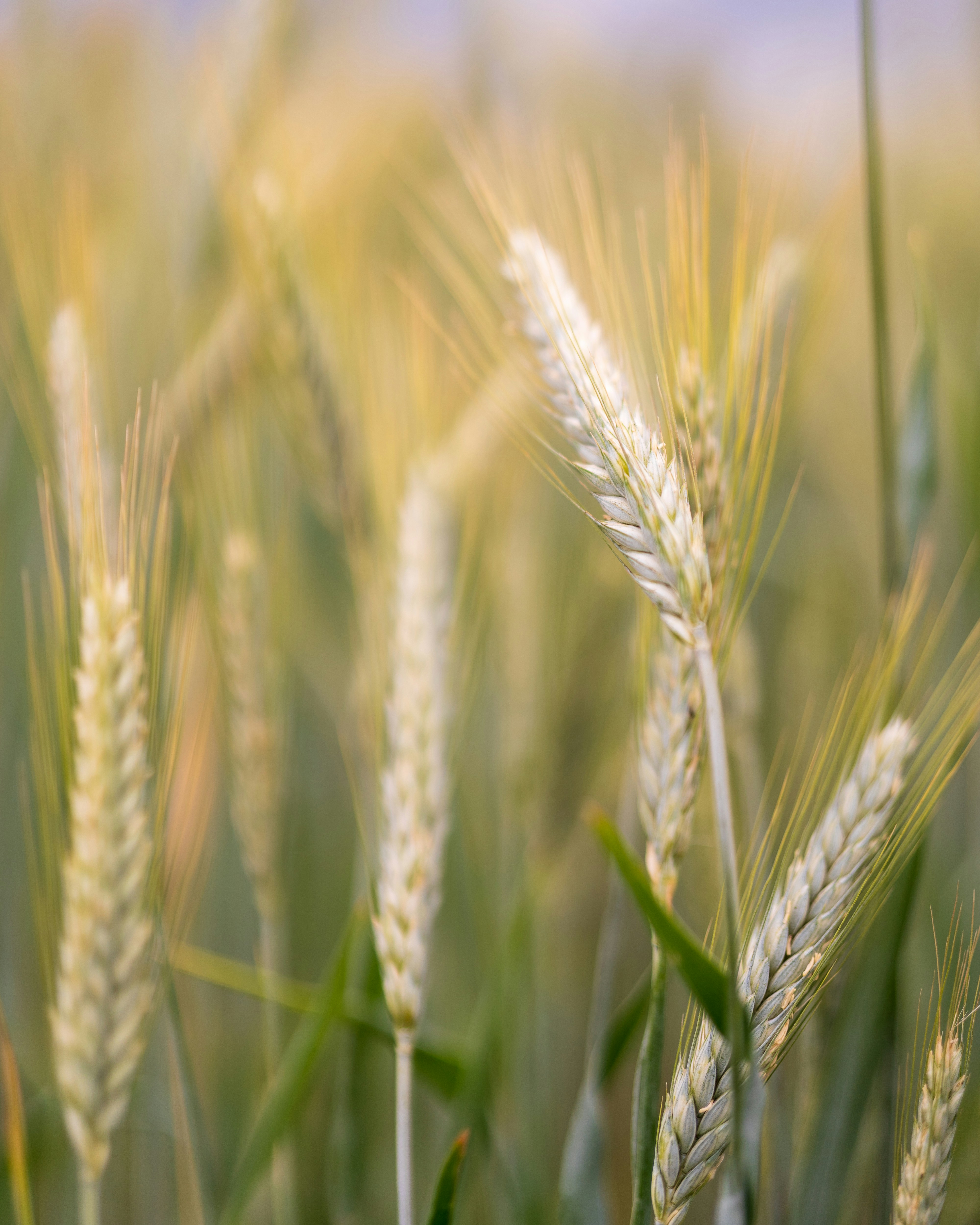 Close-up of ripening barley heads in soft backlight