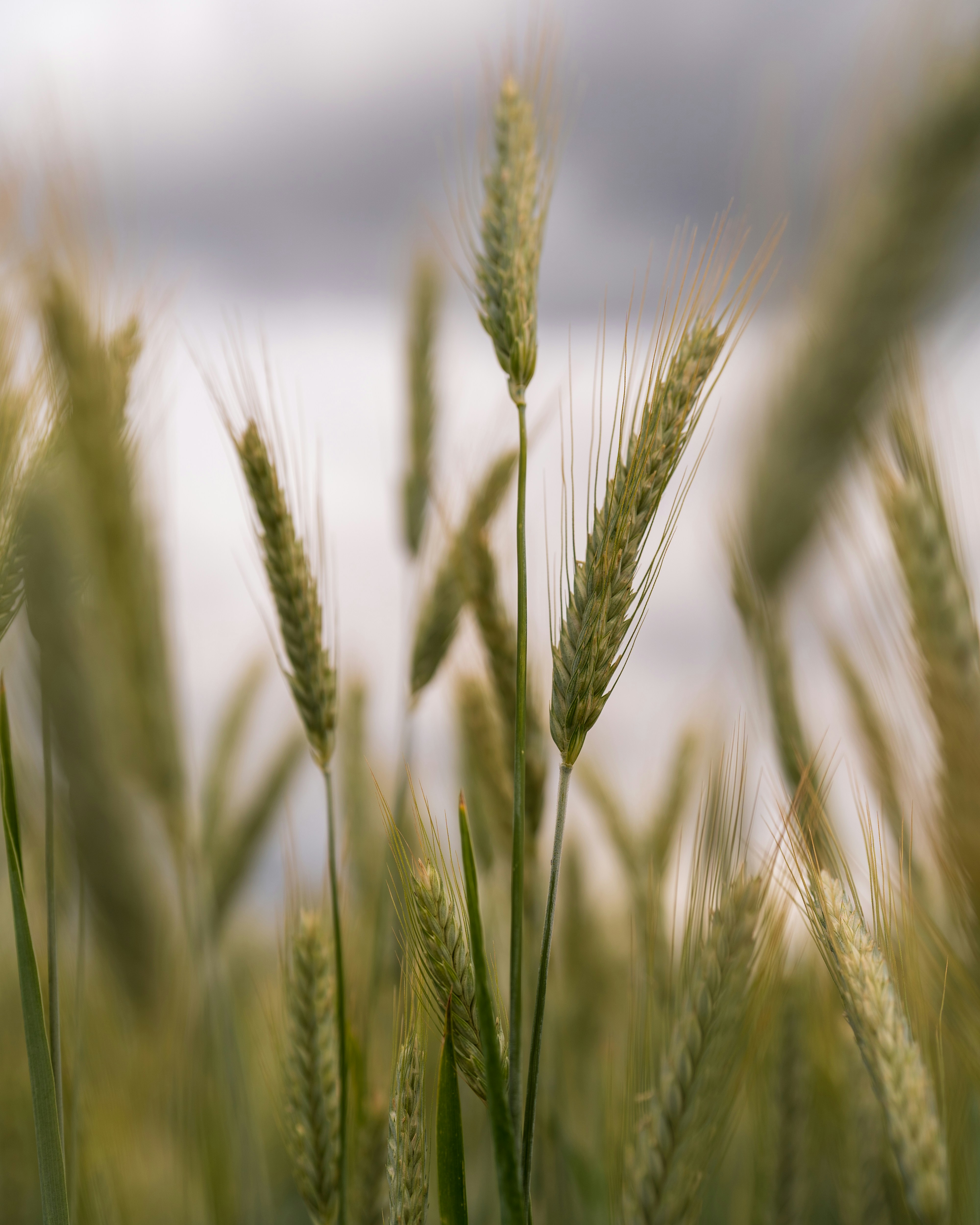 Wheat Spearhead: Quiet Focus in a Field of Glow