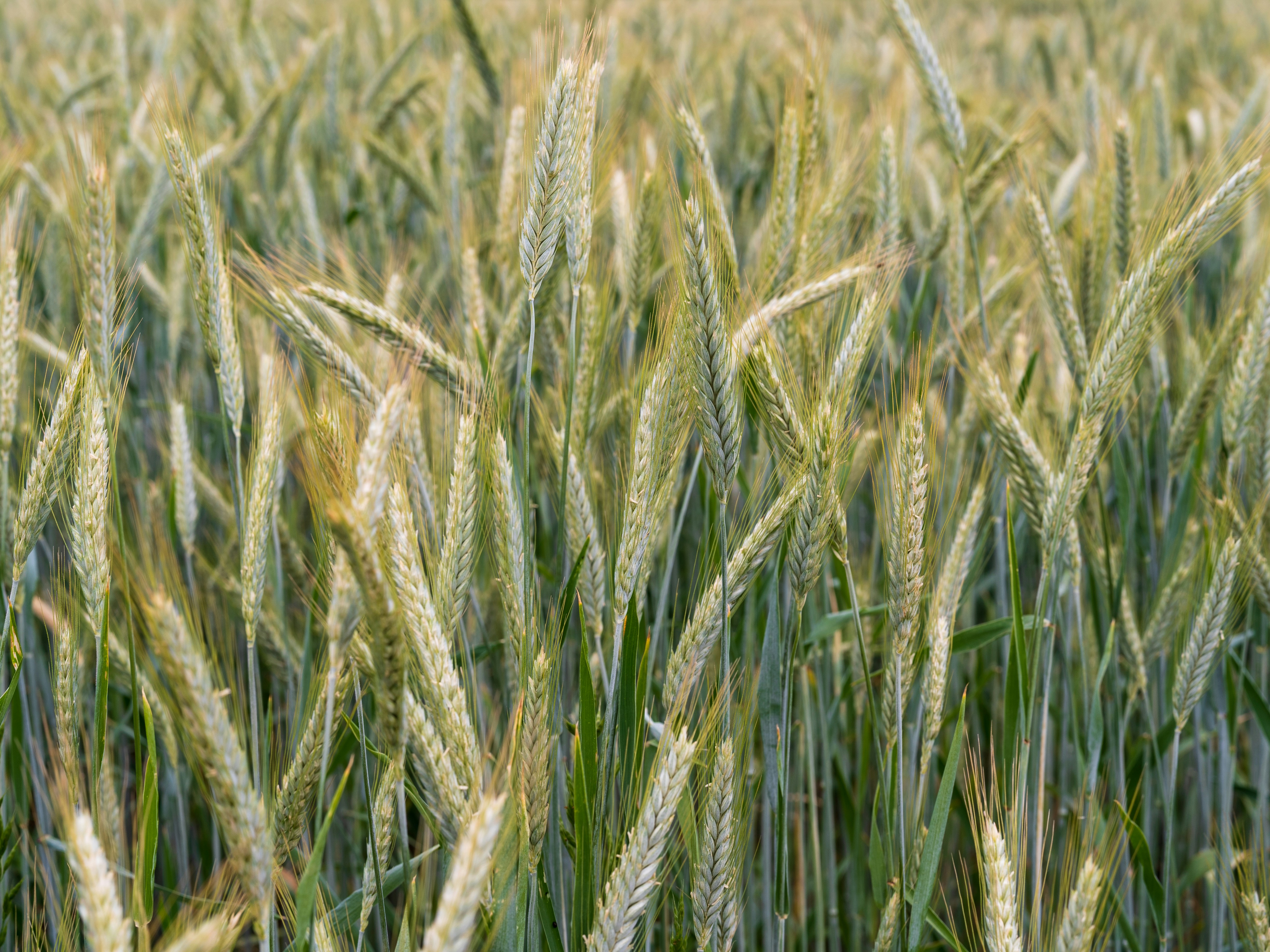 Golden Heads in a Quiet Field