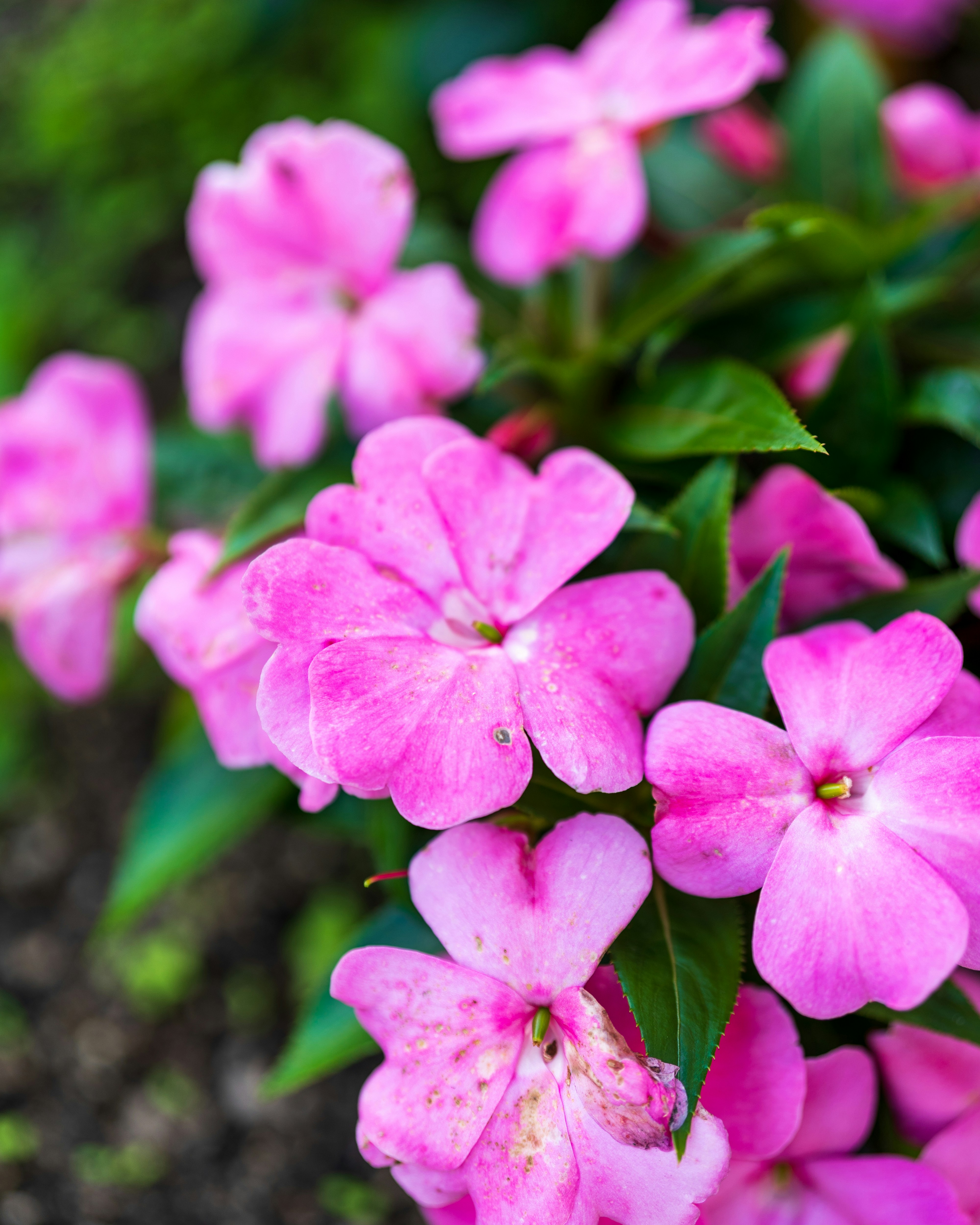 Pink Petal Cosmos: Close-up Bloom in Soft Garden Blur