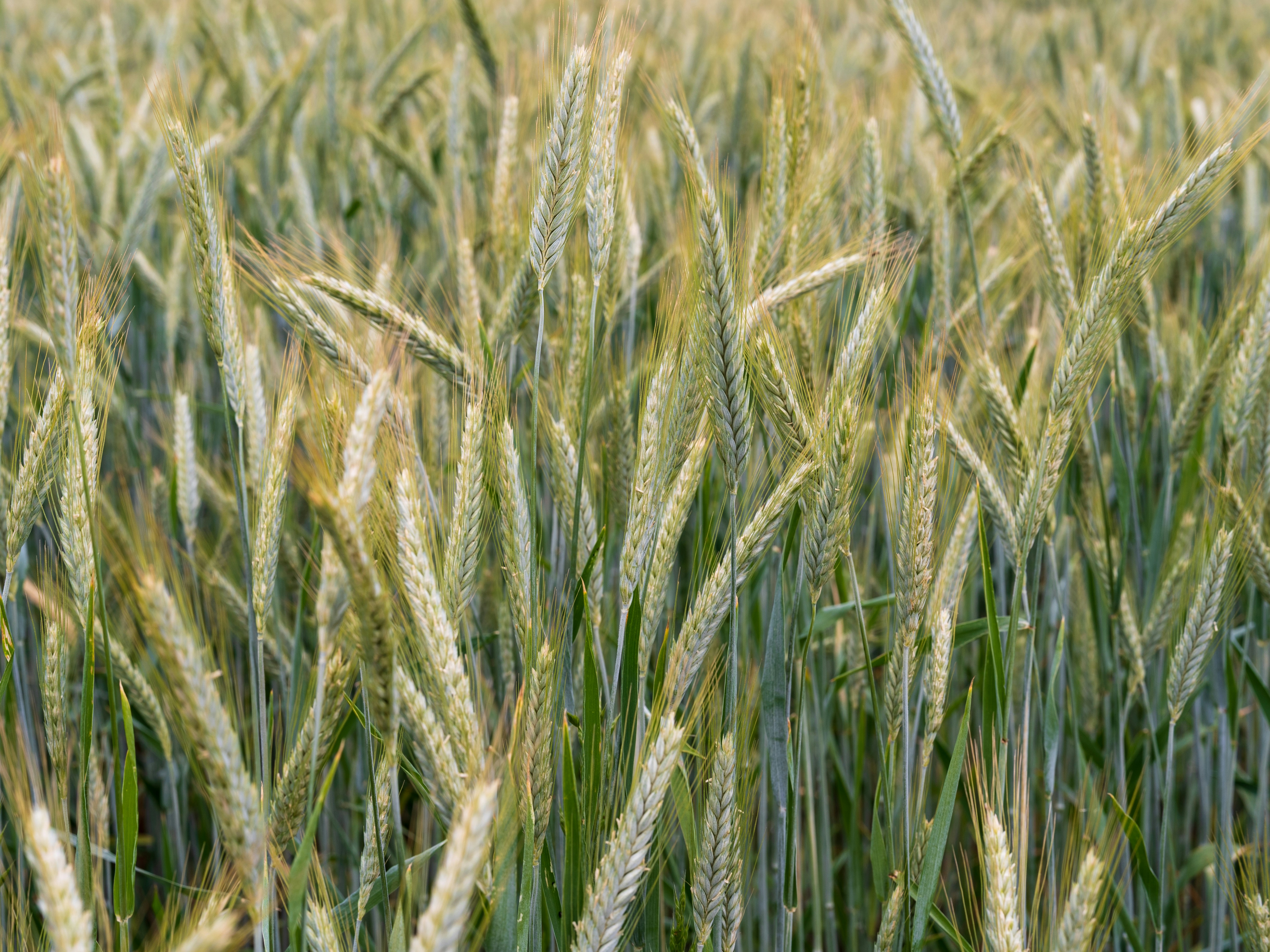 Golden Wheat Heads tilt toward the morning sun