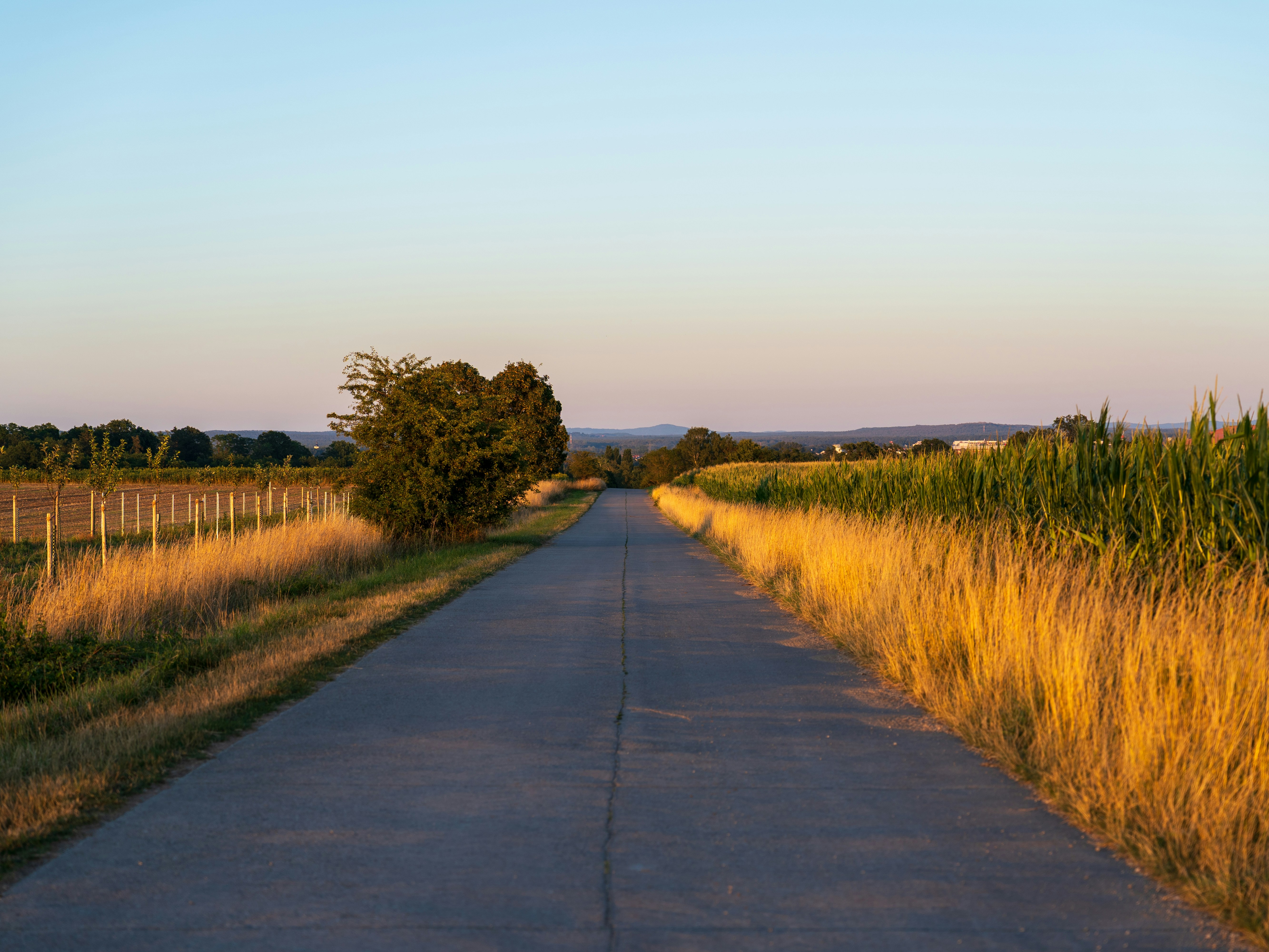 Sunlit Lane: A Quiet Rural Path Bordered by Golden Crops
