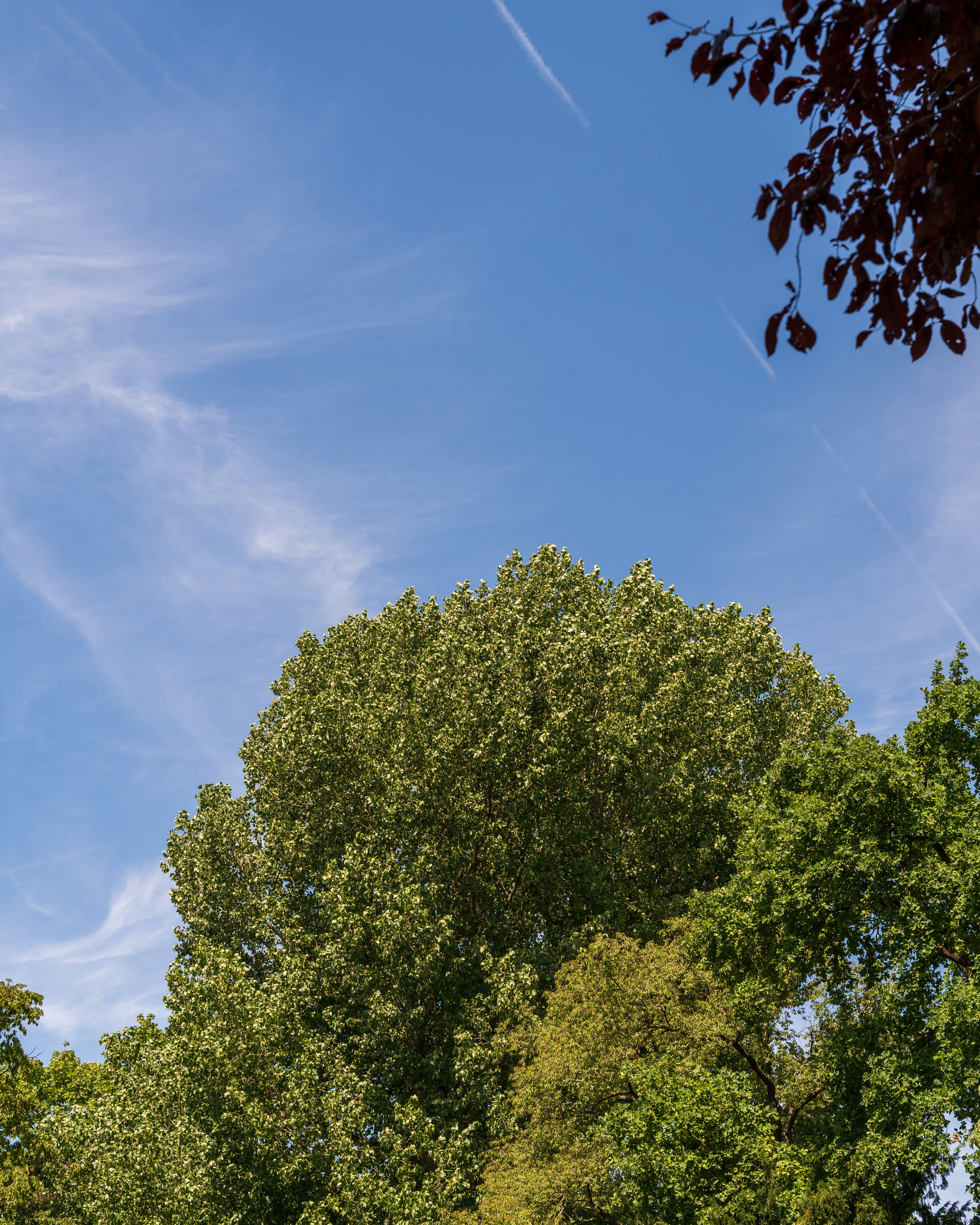 Crown of Trees Beneath a Clear Summer Sky