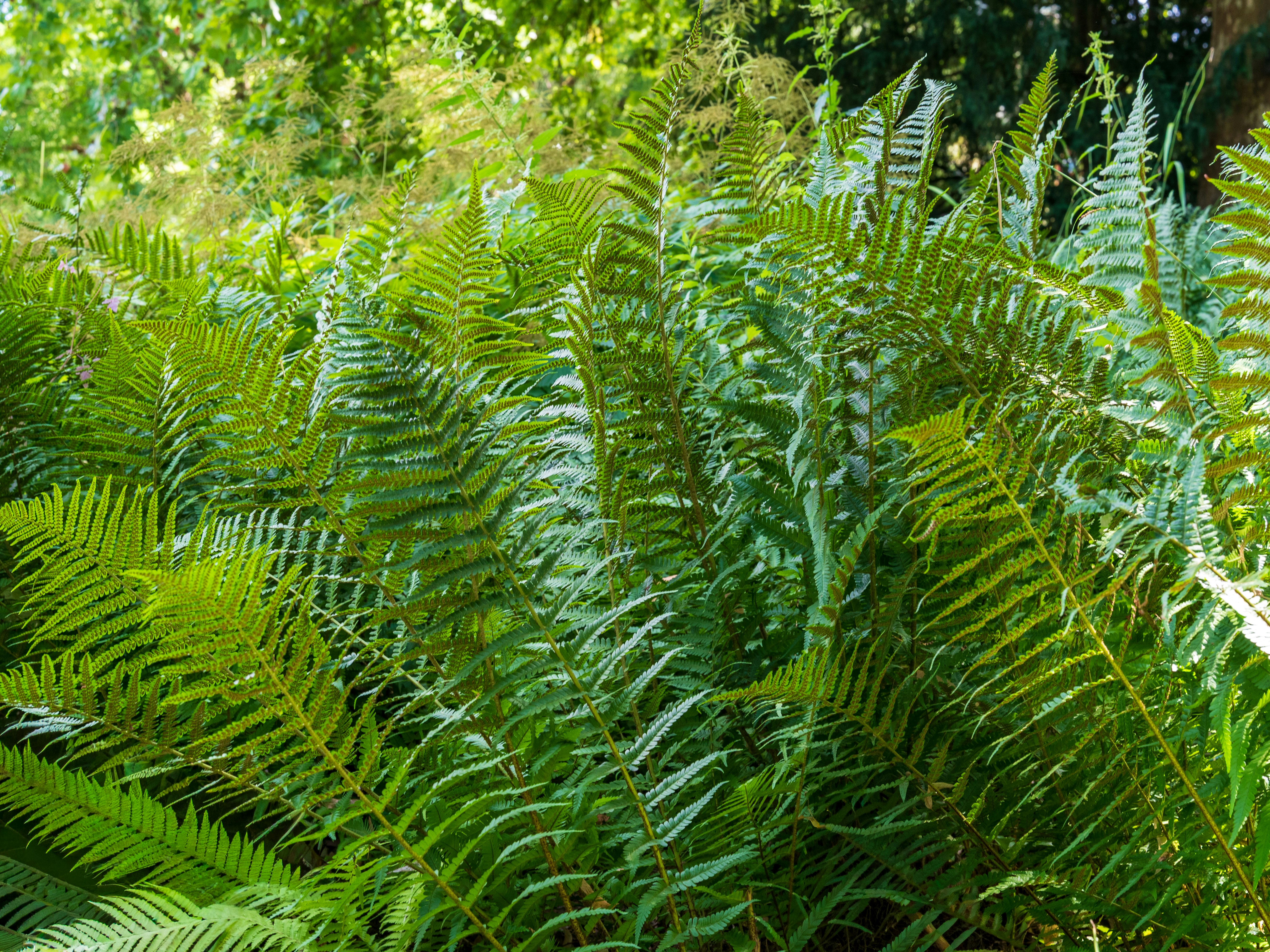 Emerald Fronds in Parklight