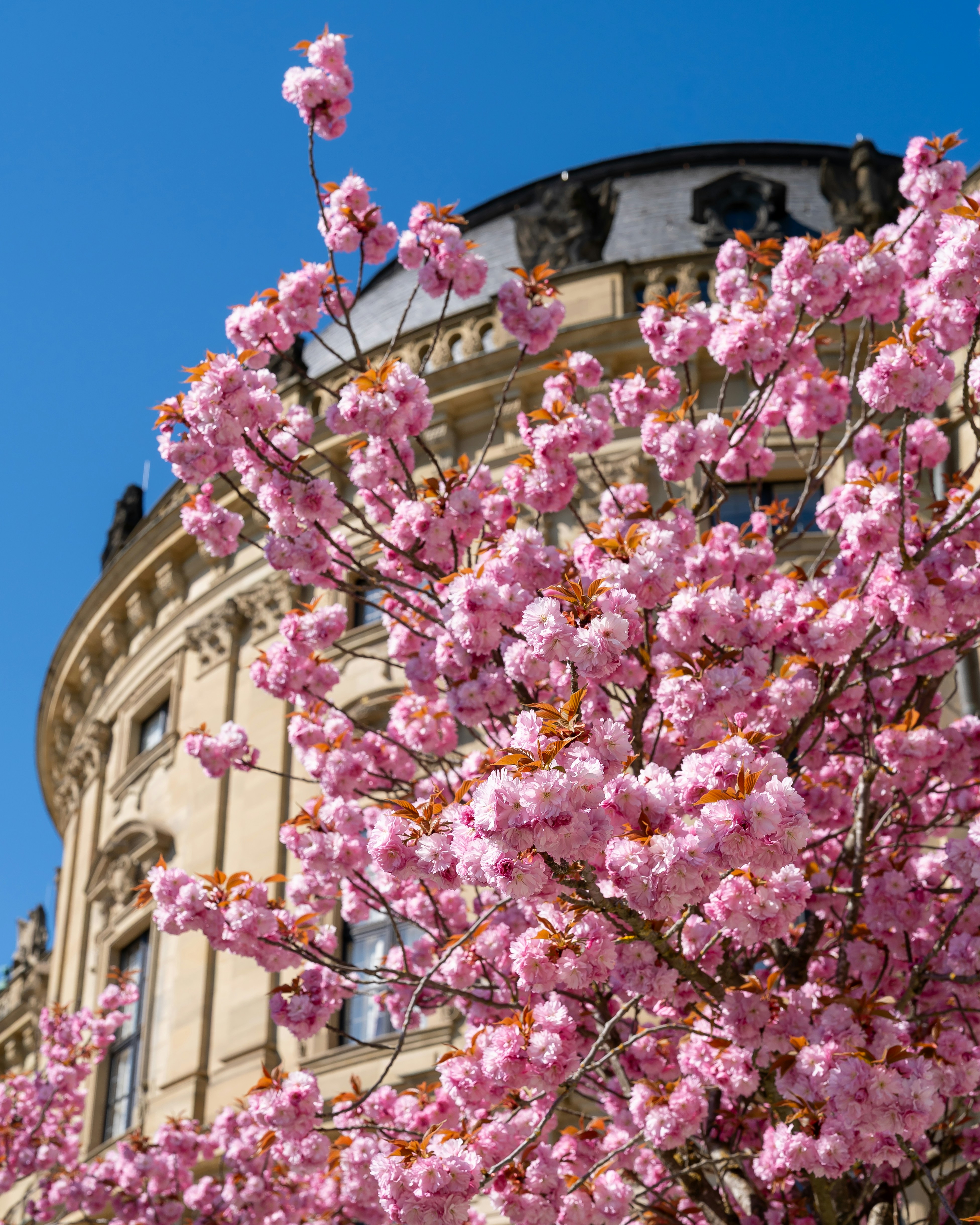 Blossoms against a stone facade under a cobalt sky