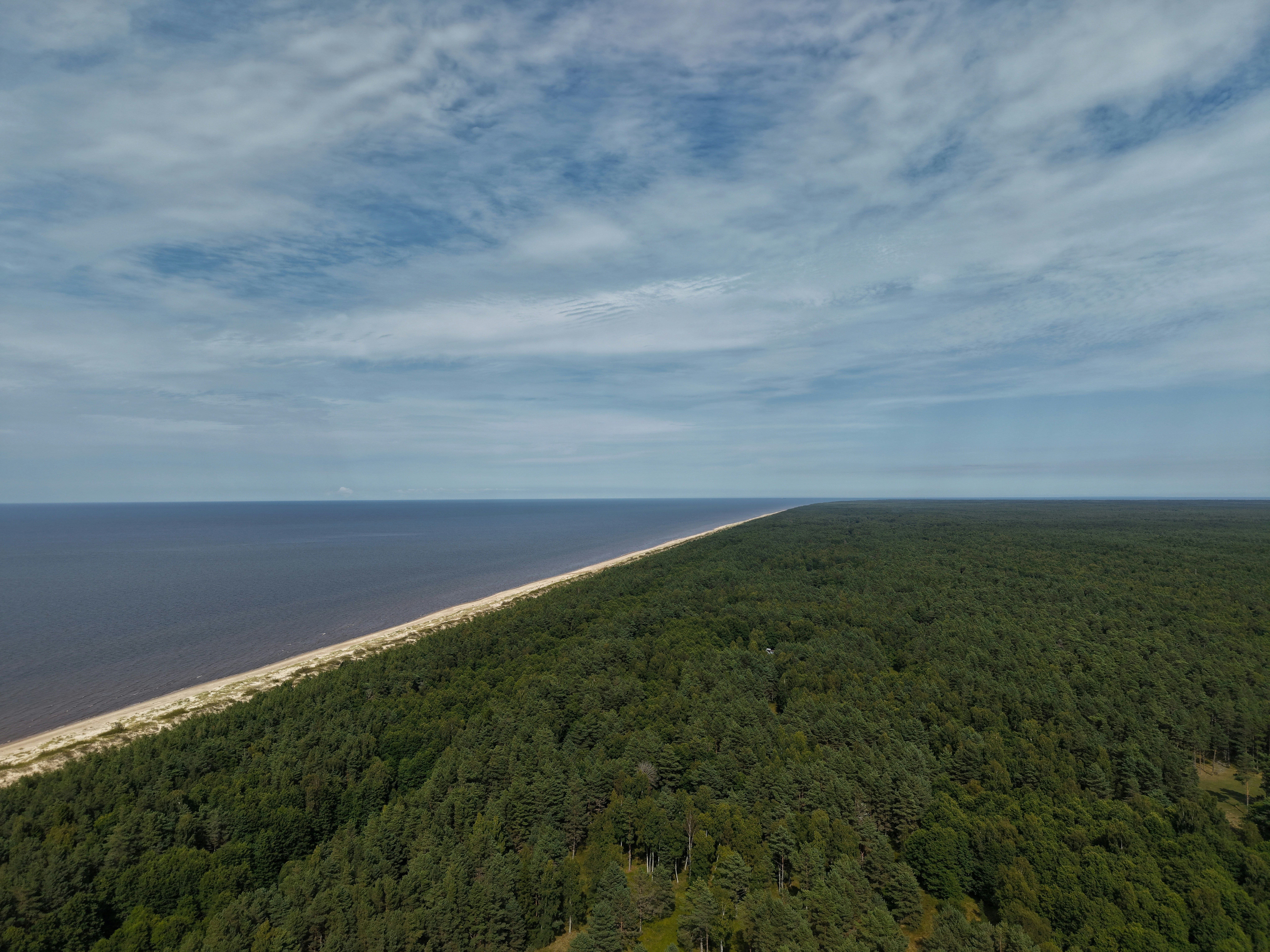 Coastline Edge: Pine Forest Meets Open Sea