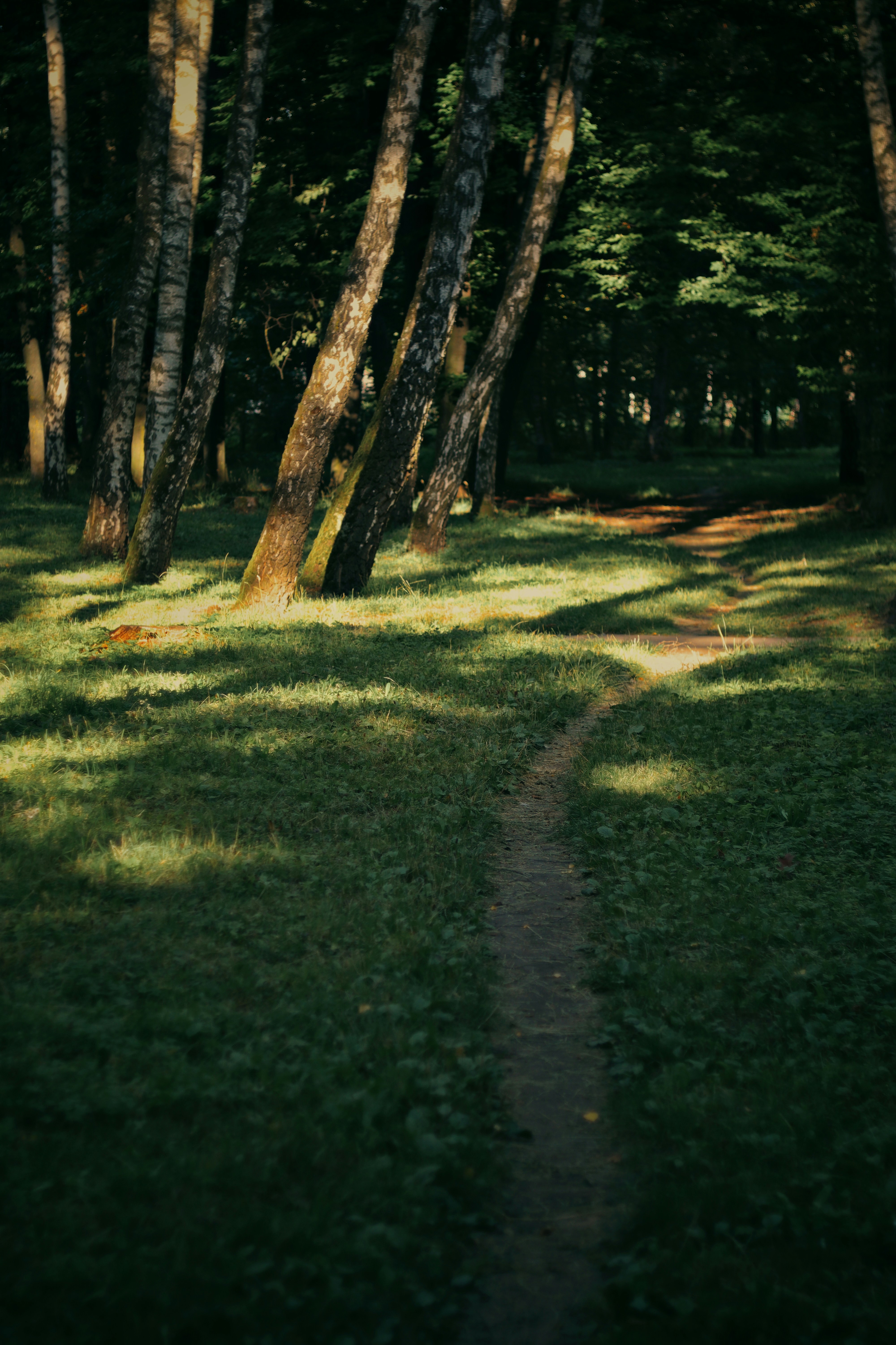 Sunlit Forest Trail: A Quiet Corridor Between Trees