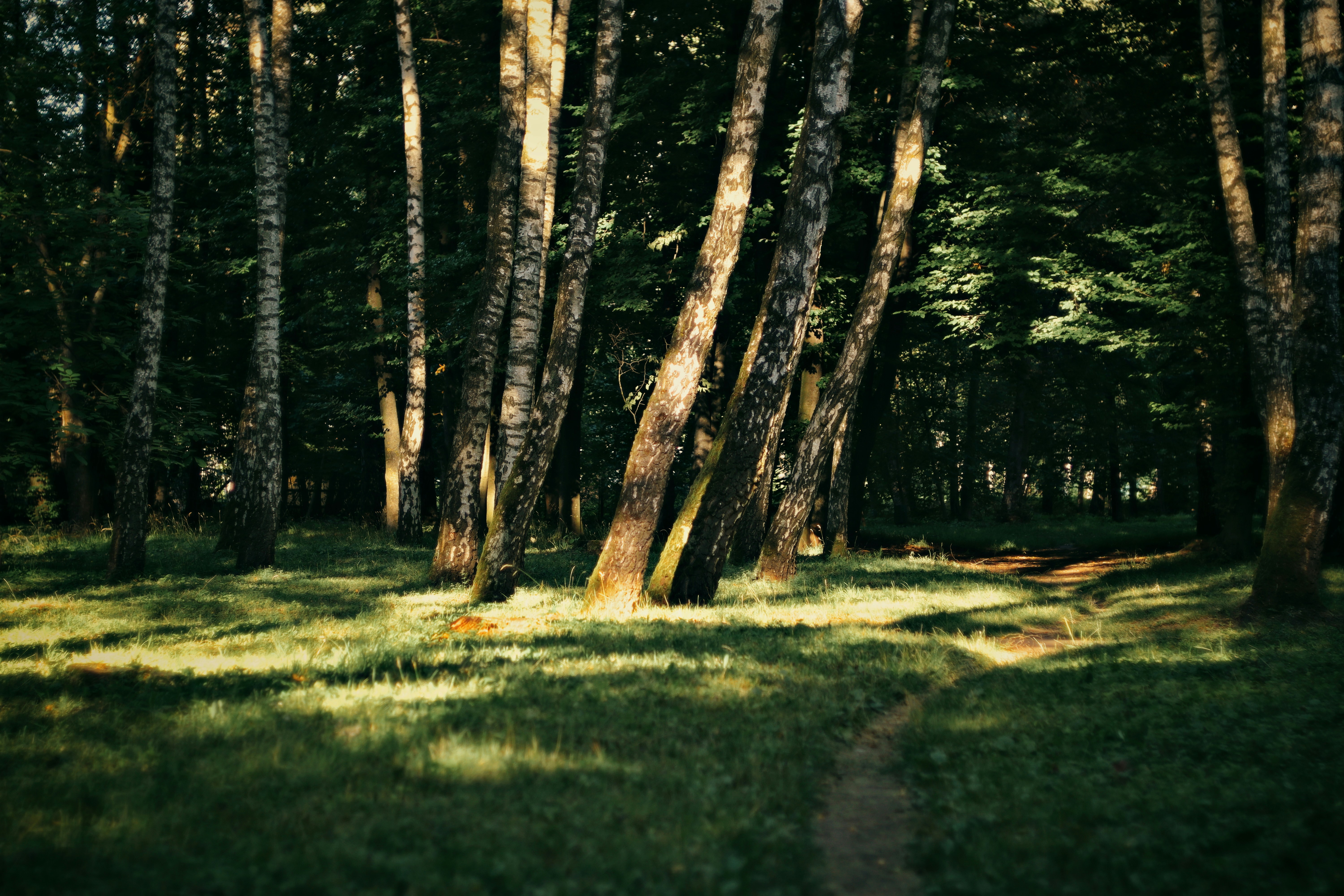 Sunlit woodland path winds through tall birch trees with dappled light on the grassy floor.