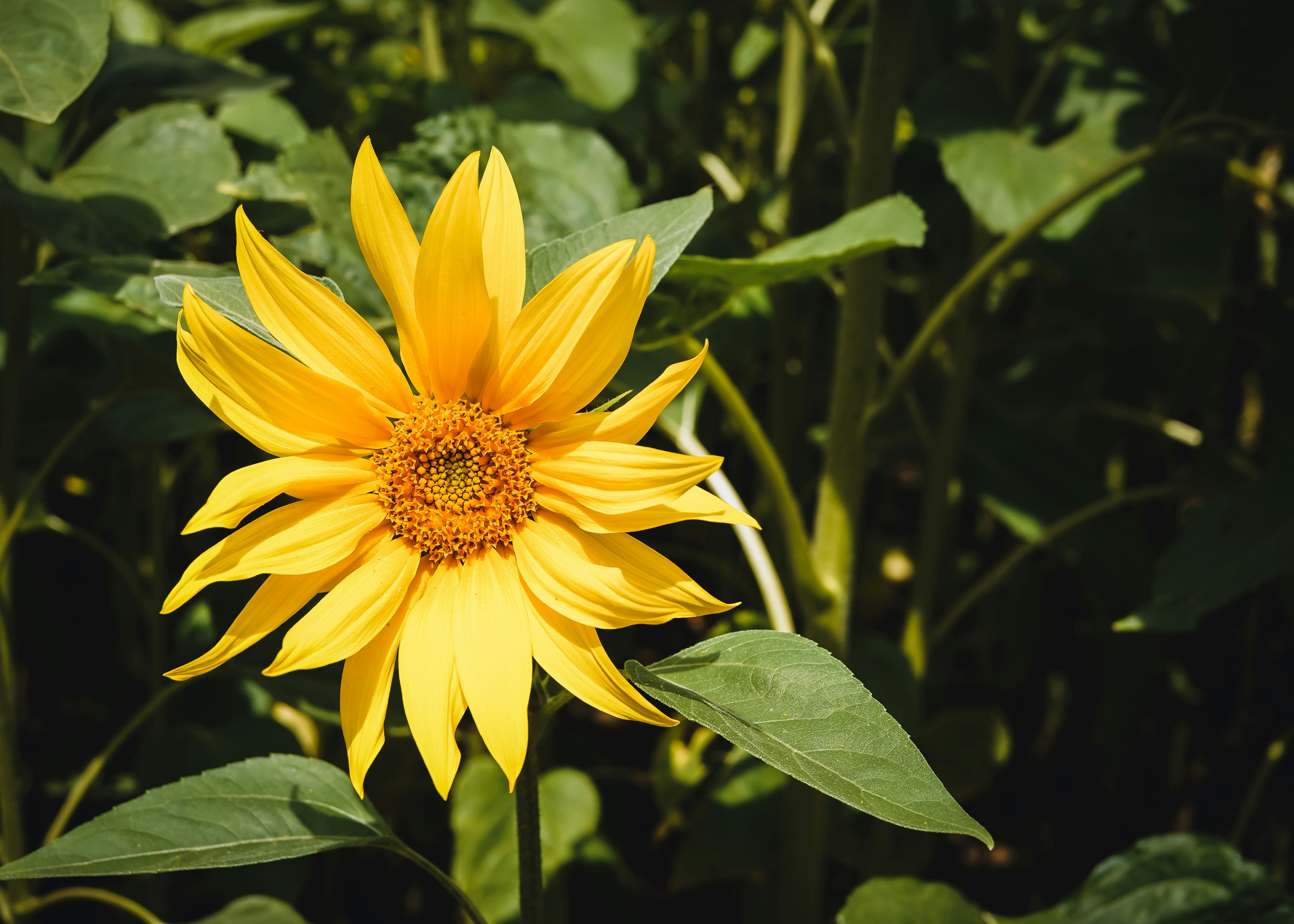 Golden Bloom Centerstage: Sunflower Illuminated Against Deep Green Backdrop