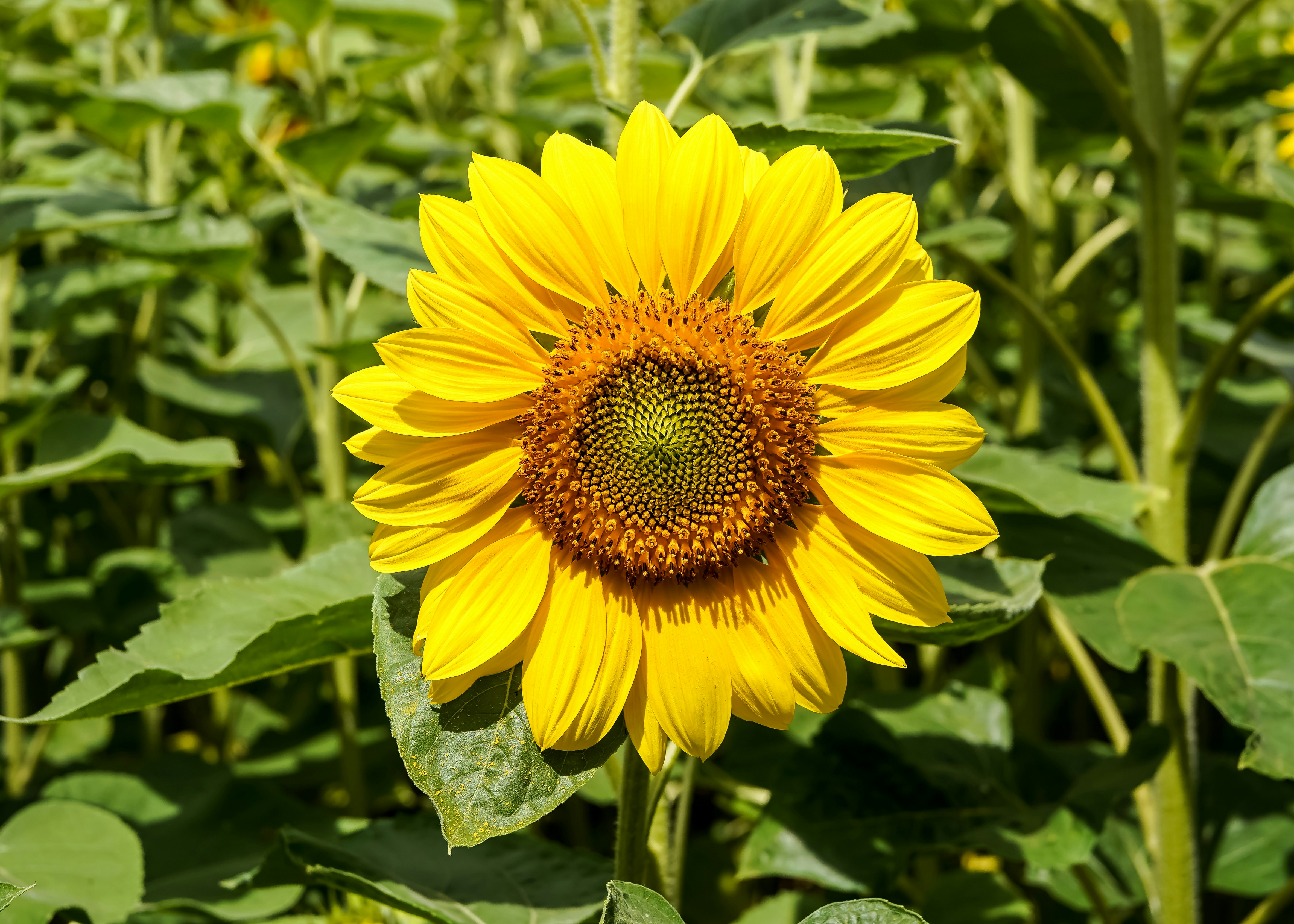 Golden Disc in a Sea of Green