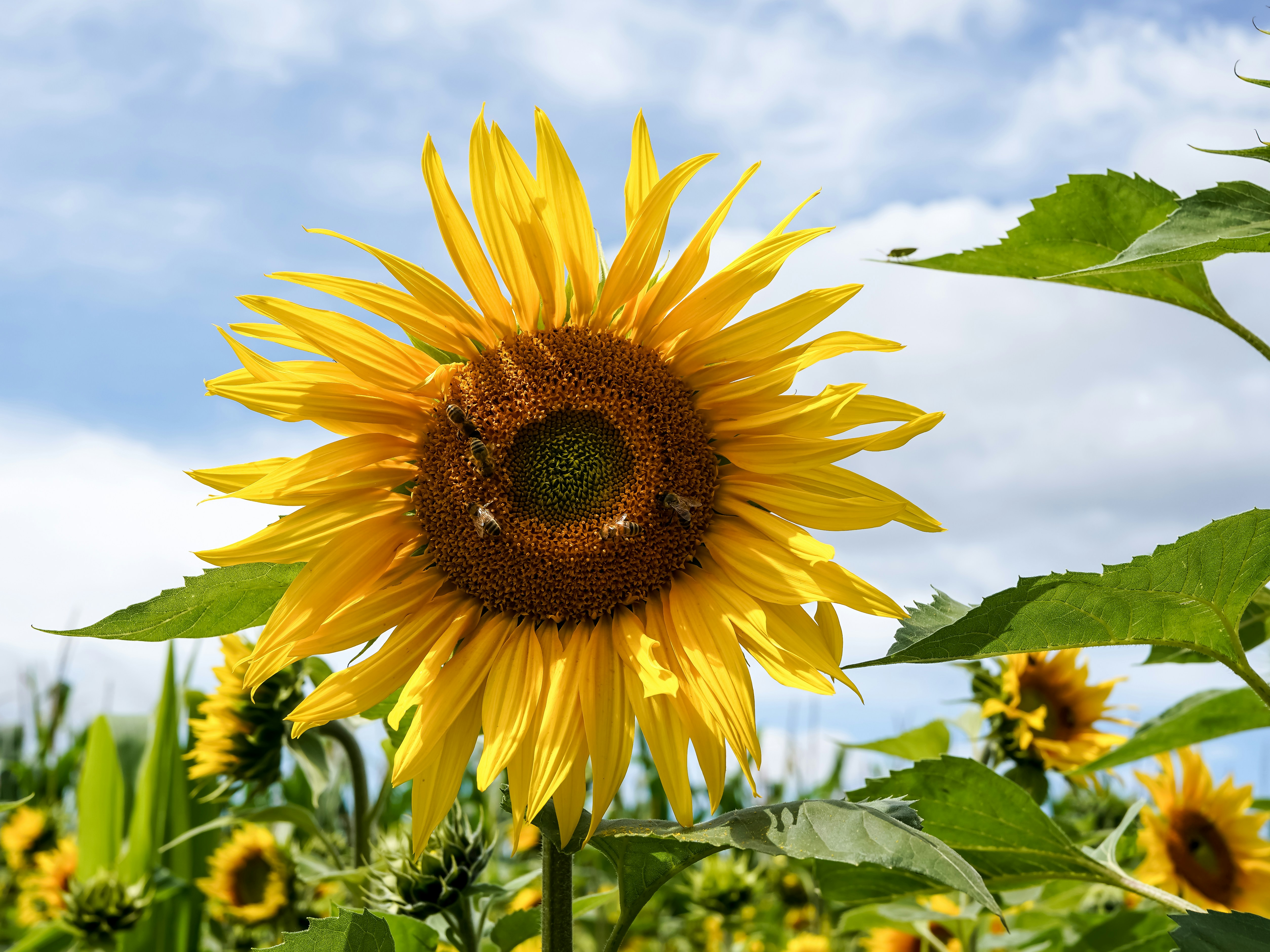 Sunlit Center: A Bold Sunflower Crowned by Bright Petals