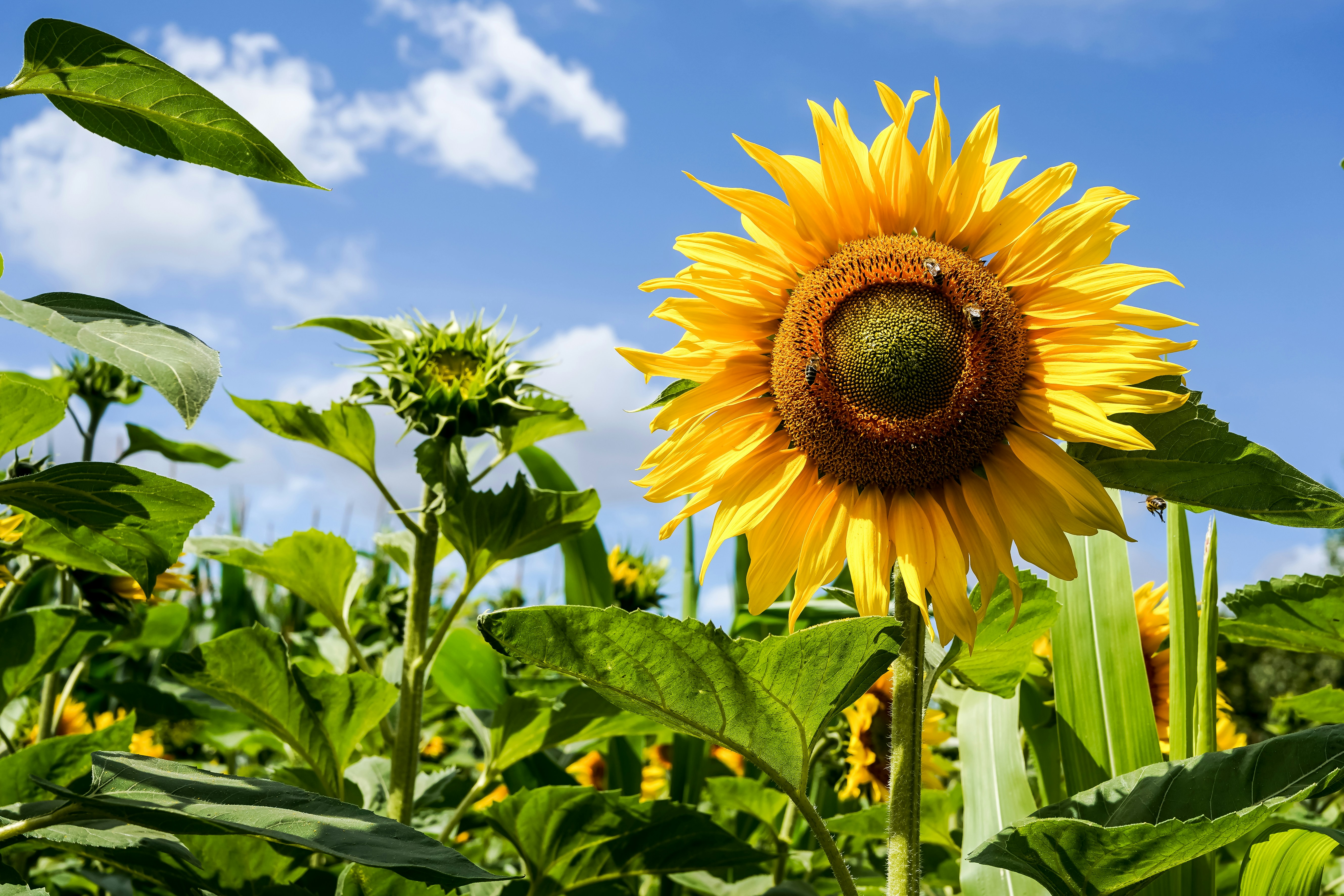 Sunflower Sentinel Under a Clear Blue Sky