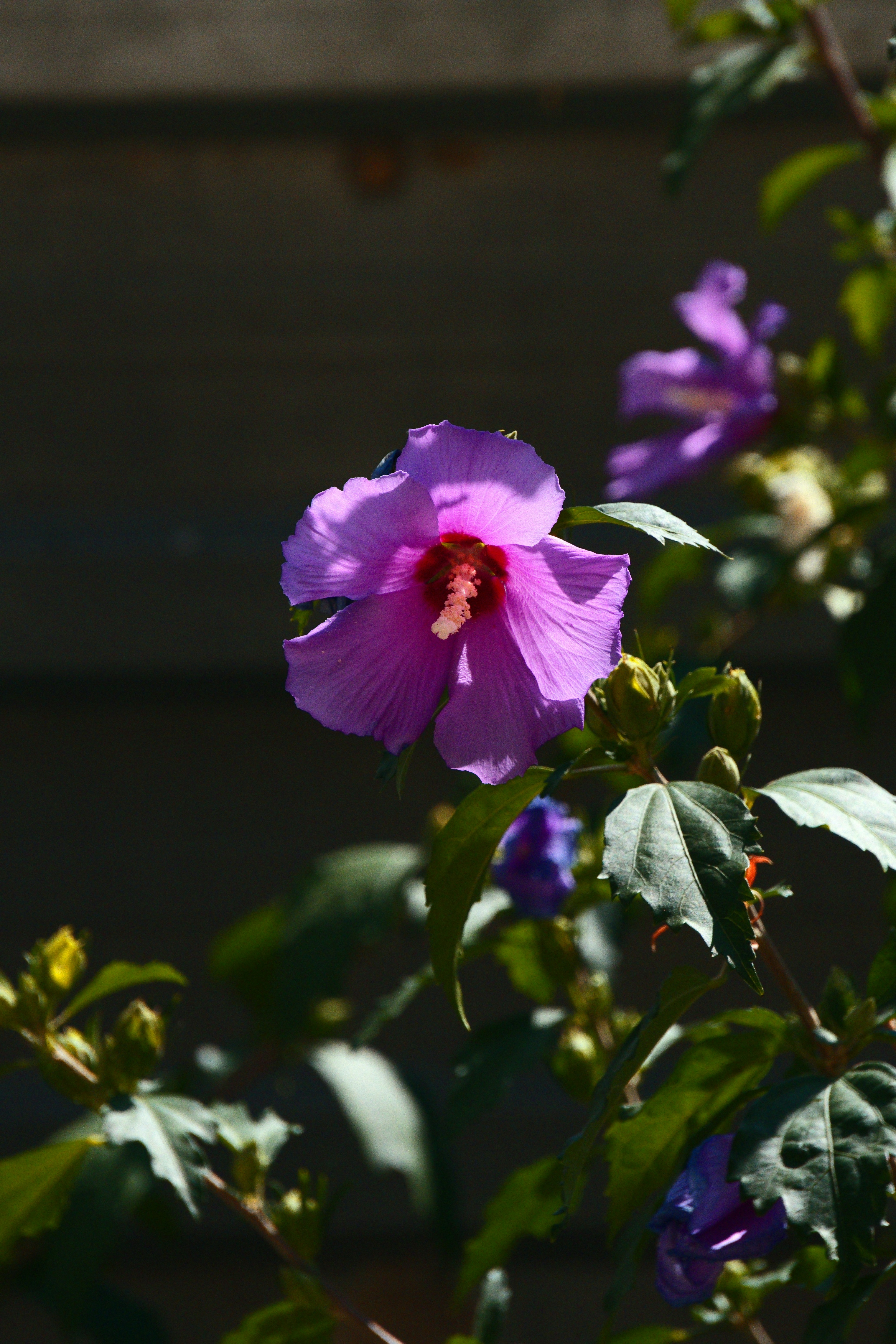 Petaled Spotlight: Violet Hibiscus in Partial Shade