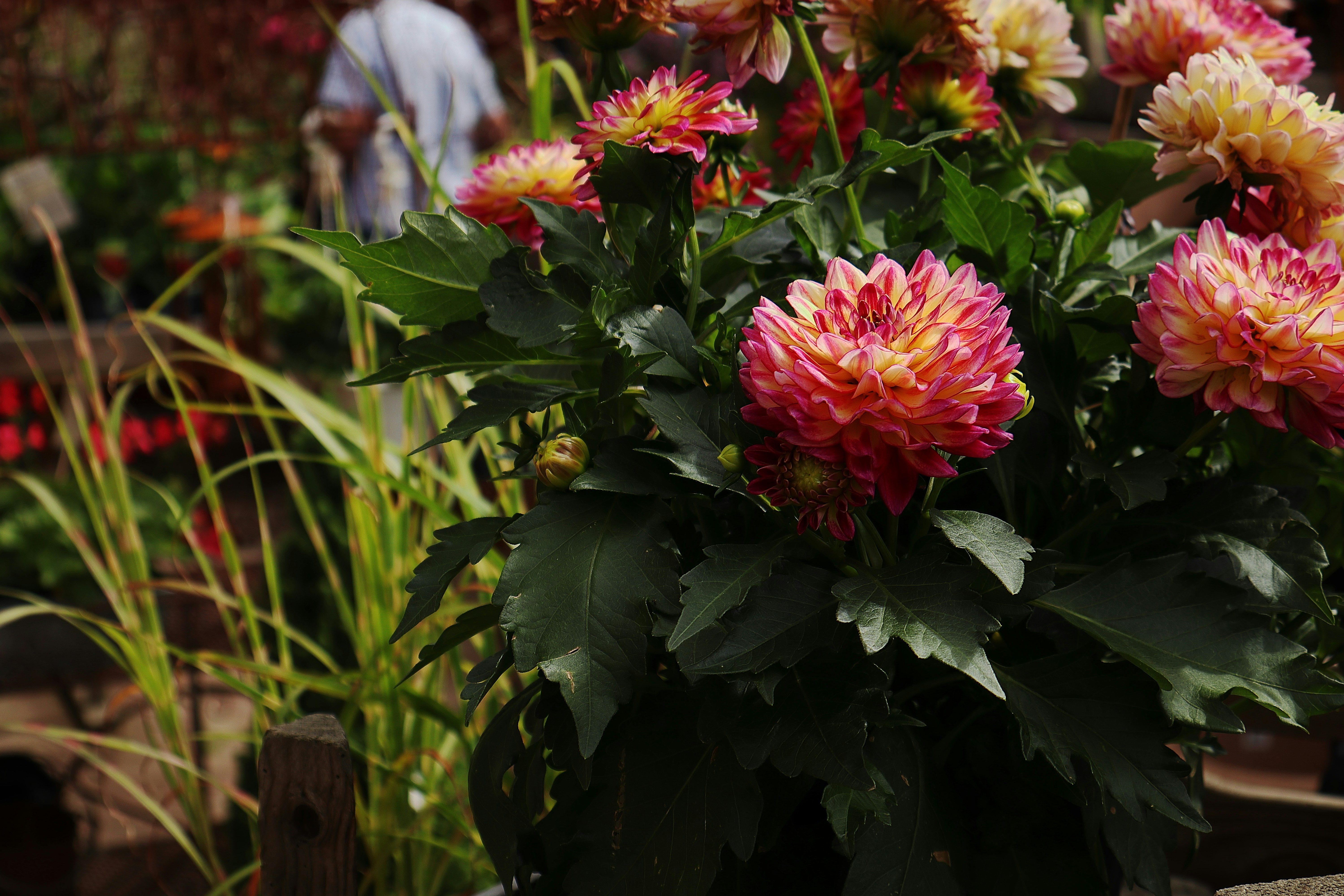 Vibrant pink-yellow dahlias dominate the frame with dark green leaves; a garden scene emphasizing the flowering cluster in soft focus background.