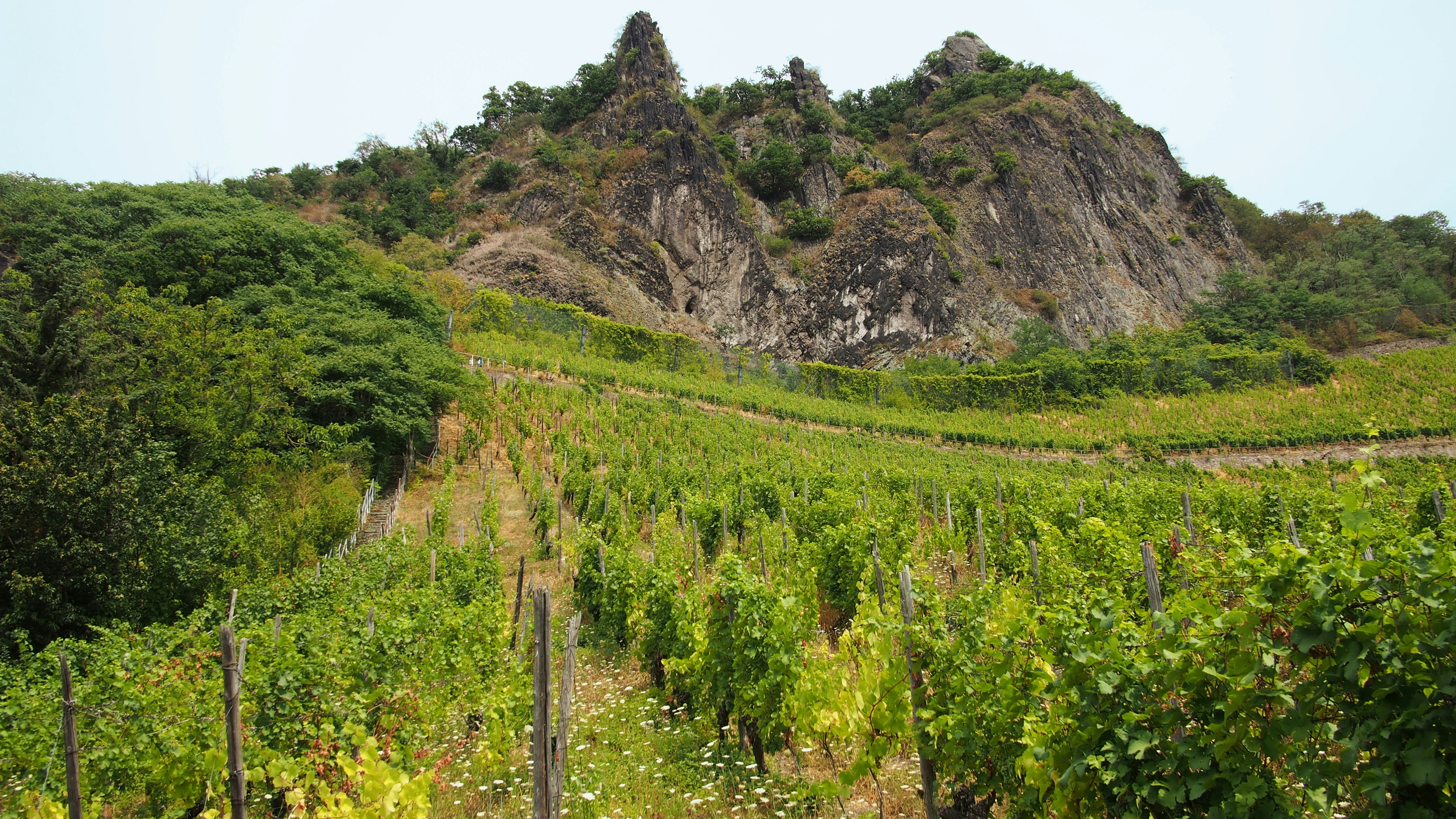 Vineyards spill across rolling terraces toward rugged rocky hills under a clear sky. A hillside vineyard foreground leads the eye toward jagged natural formations in the distance.