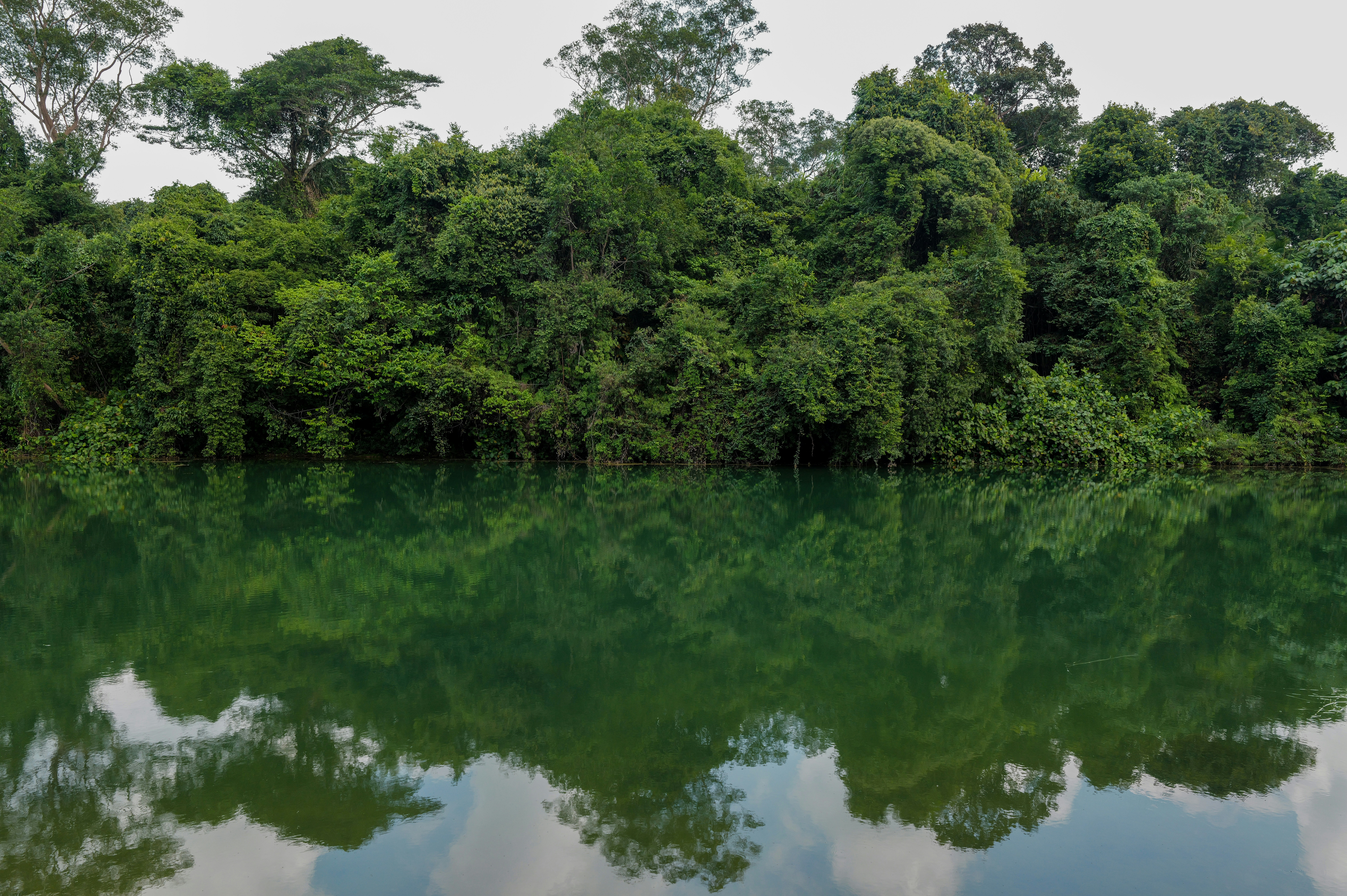 Mirror-Lined Forest on a Silent Green Lake