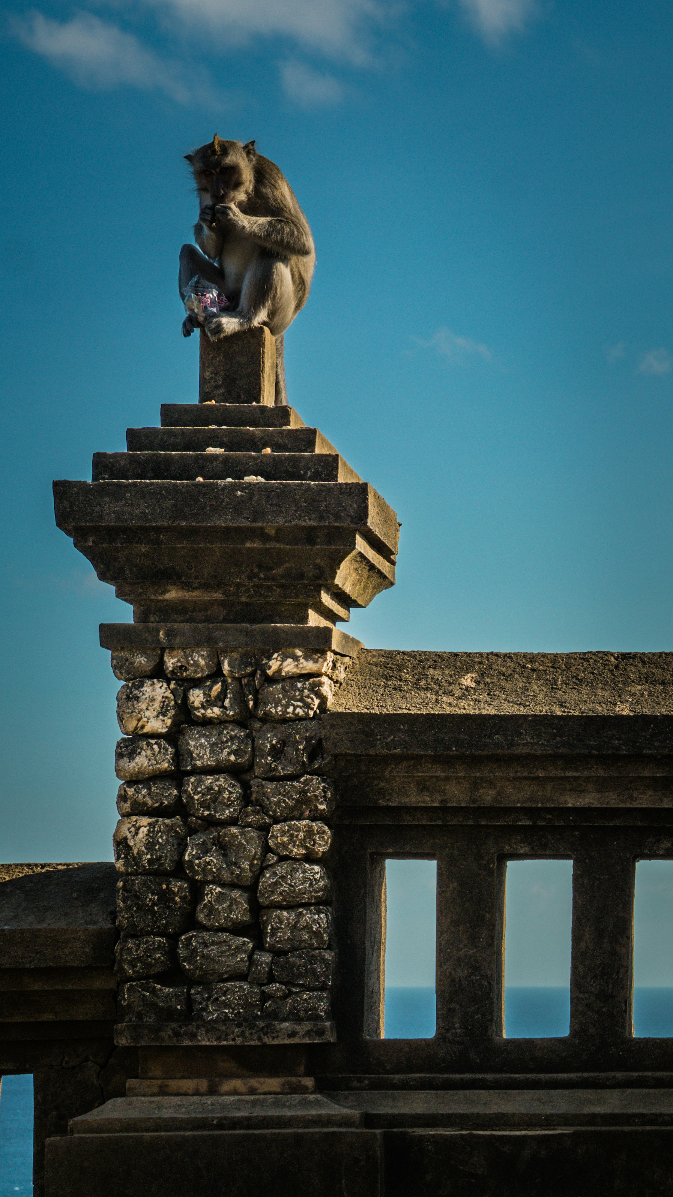 Monkey on the Terrace: A Quiet Summit Above the Sea